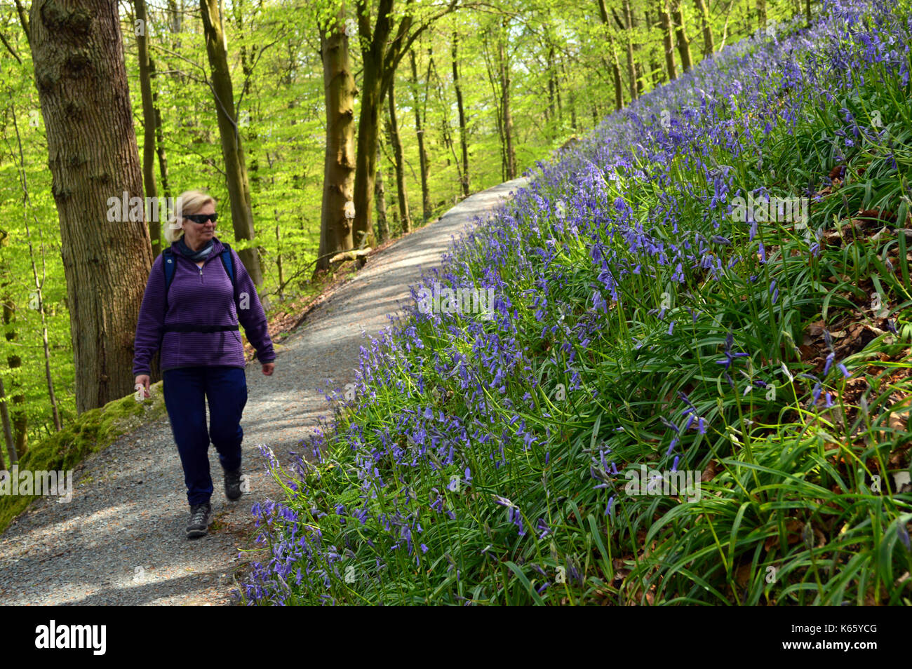 Woman Walking & Looking at Bluebells in Strid Wood, Bolton Abbey part ...