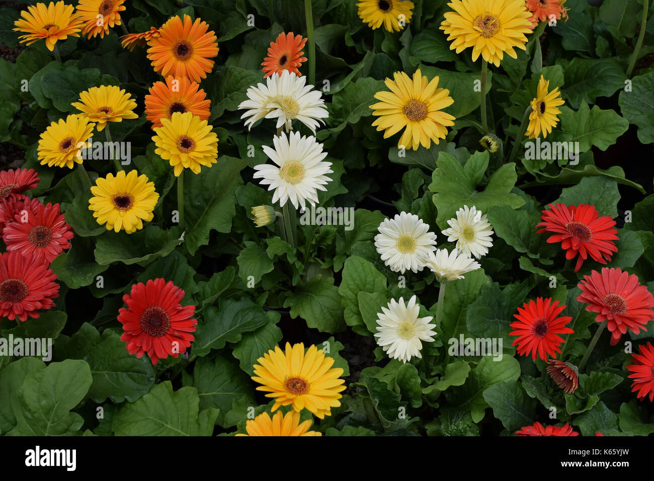 Gerbera flowers in bloom. Colorful springtime nature background Stock ...