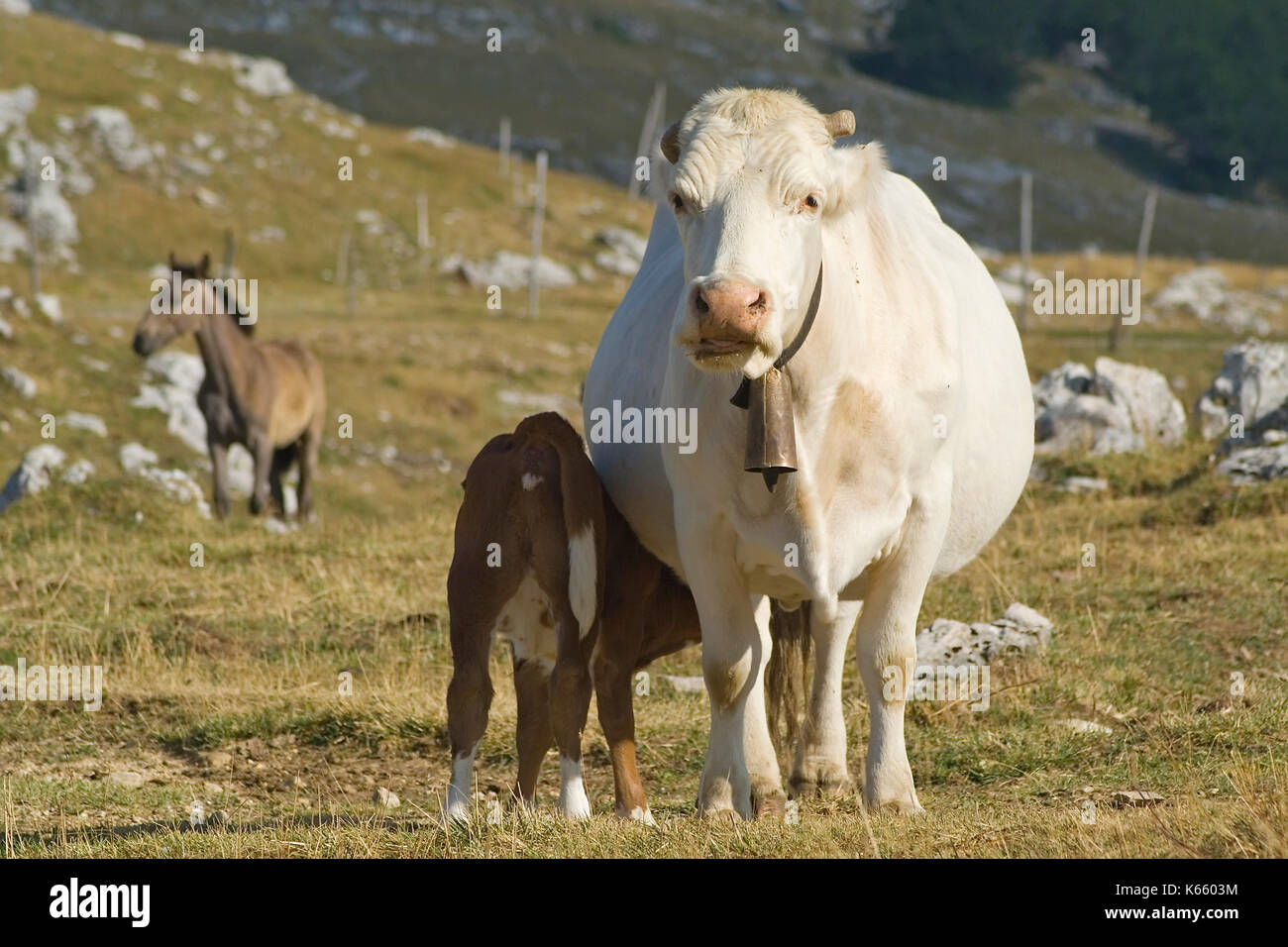 Alpine milk cow hi-res stock photography and images - Alamy