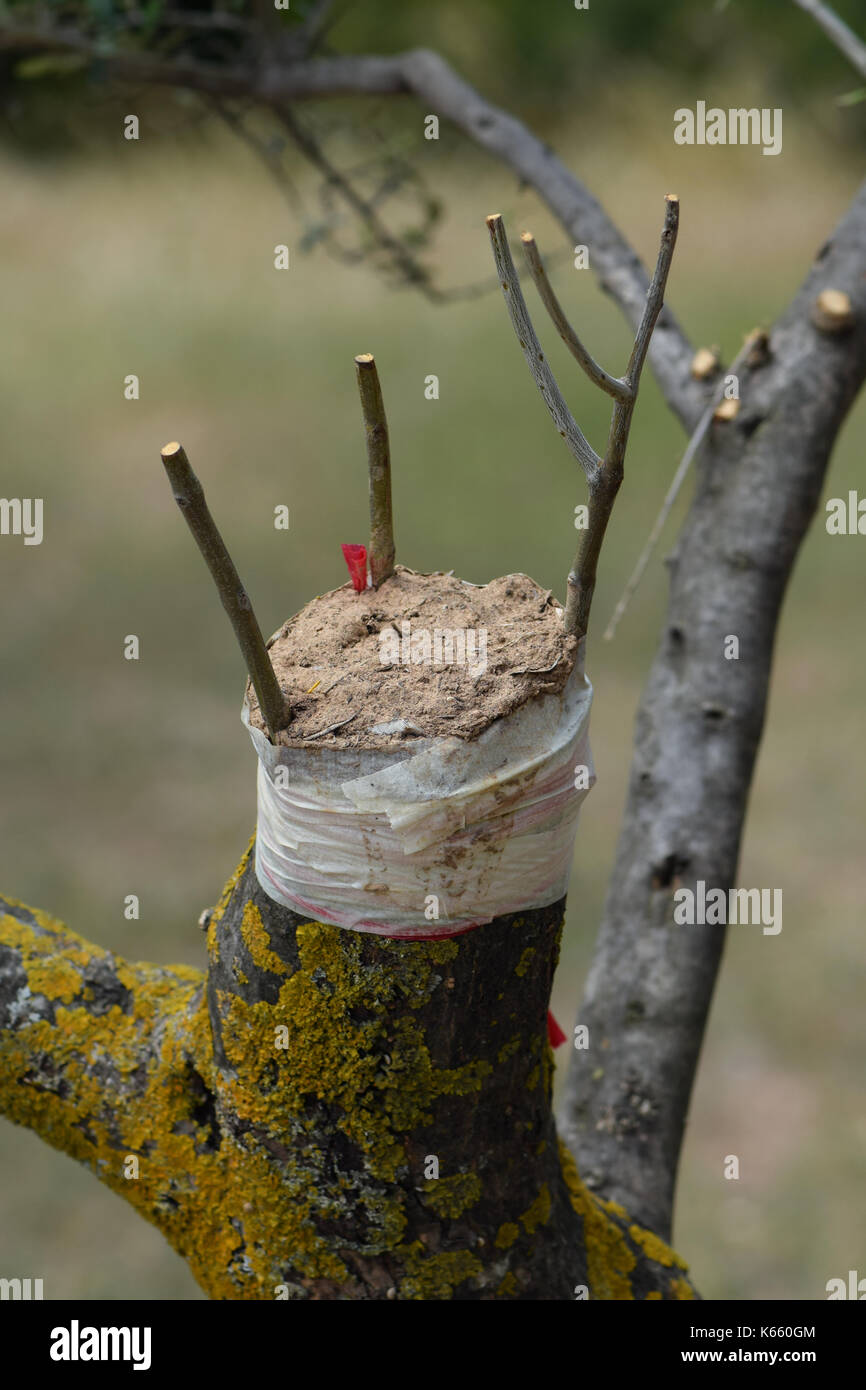 Cleft grafting twigs on olive tree branch. Agricultural technique Stock ...