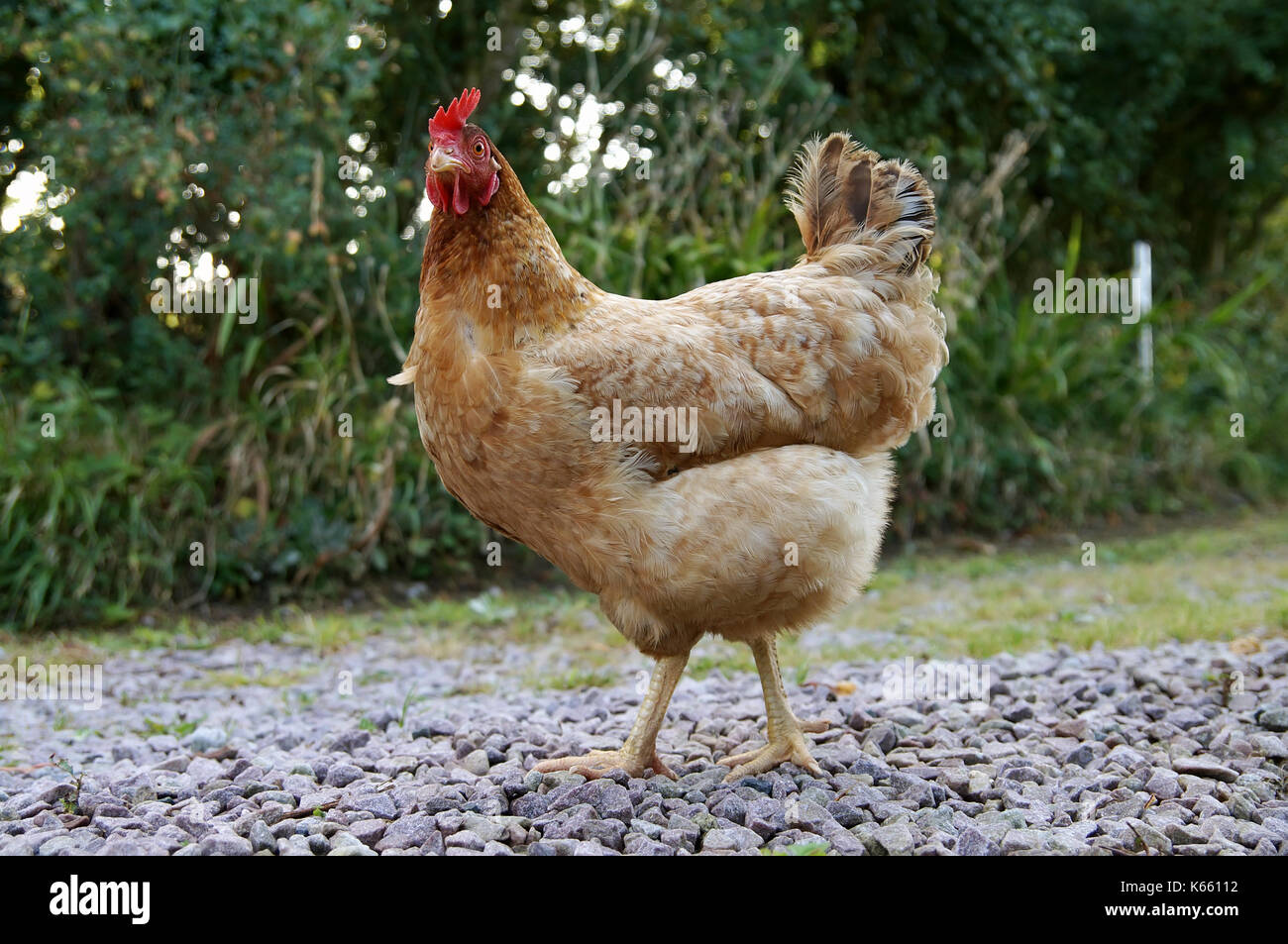 Red hen hi-res stock photography and images - Alamy