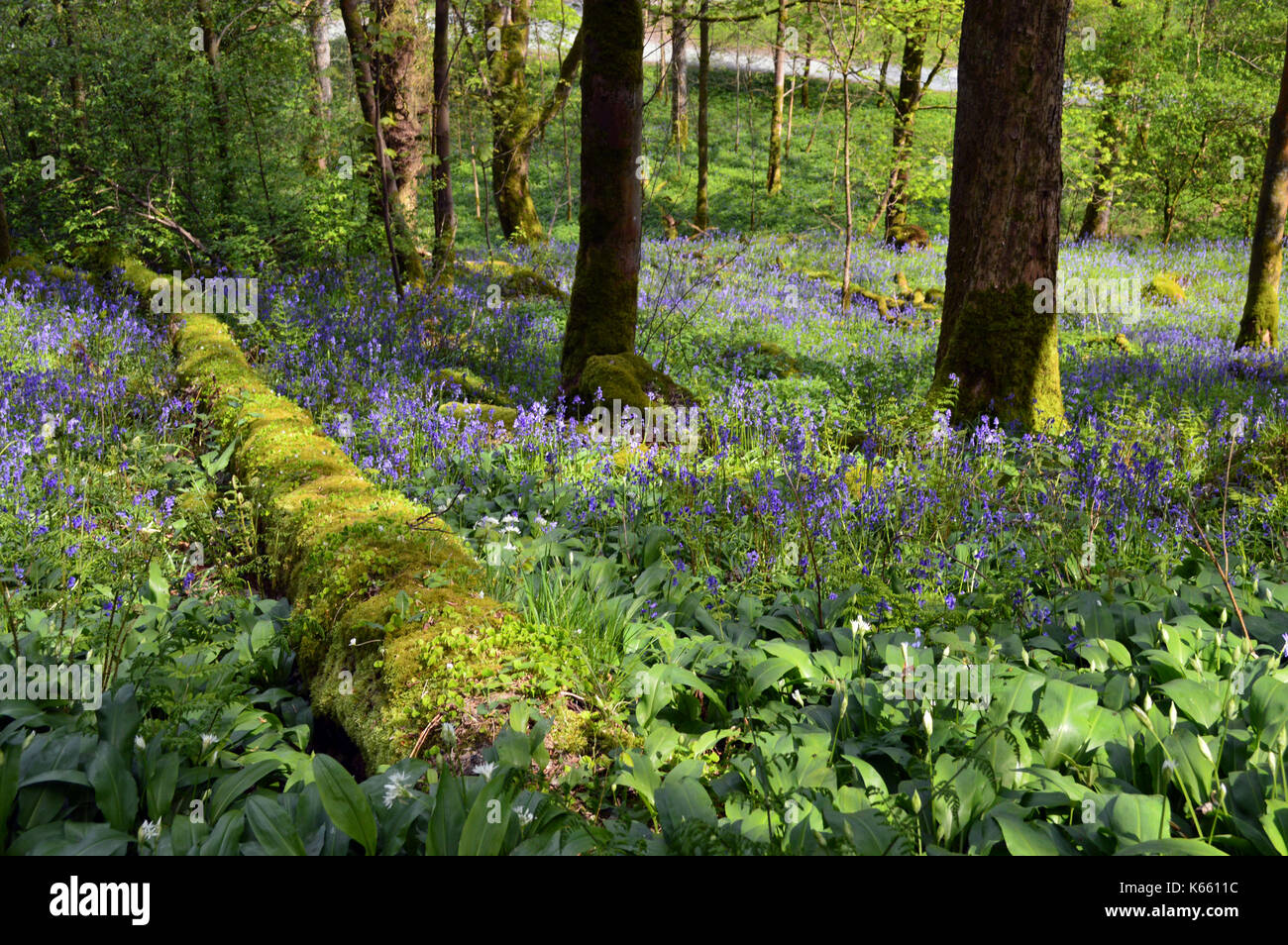 Moss Covered Dead Tree Trunk with Bluebells & Wild Garlic in Strid Wood ...