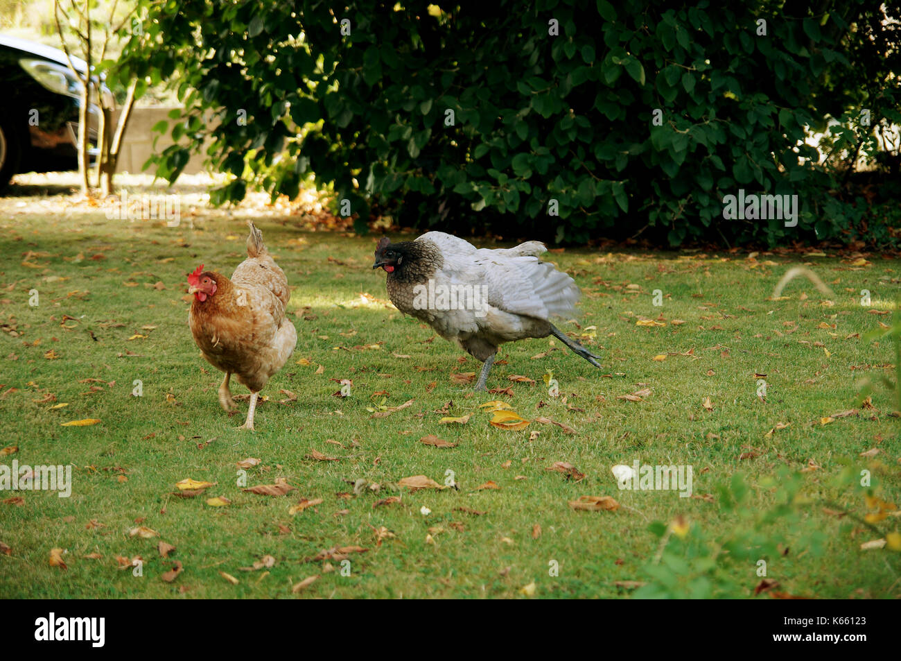 Red and grey hens walking in a domestic garden Stock Photo - Alamy
