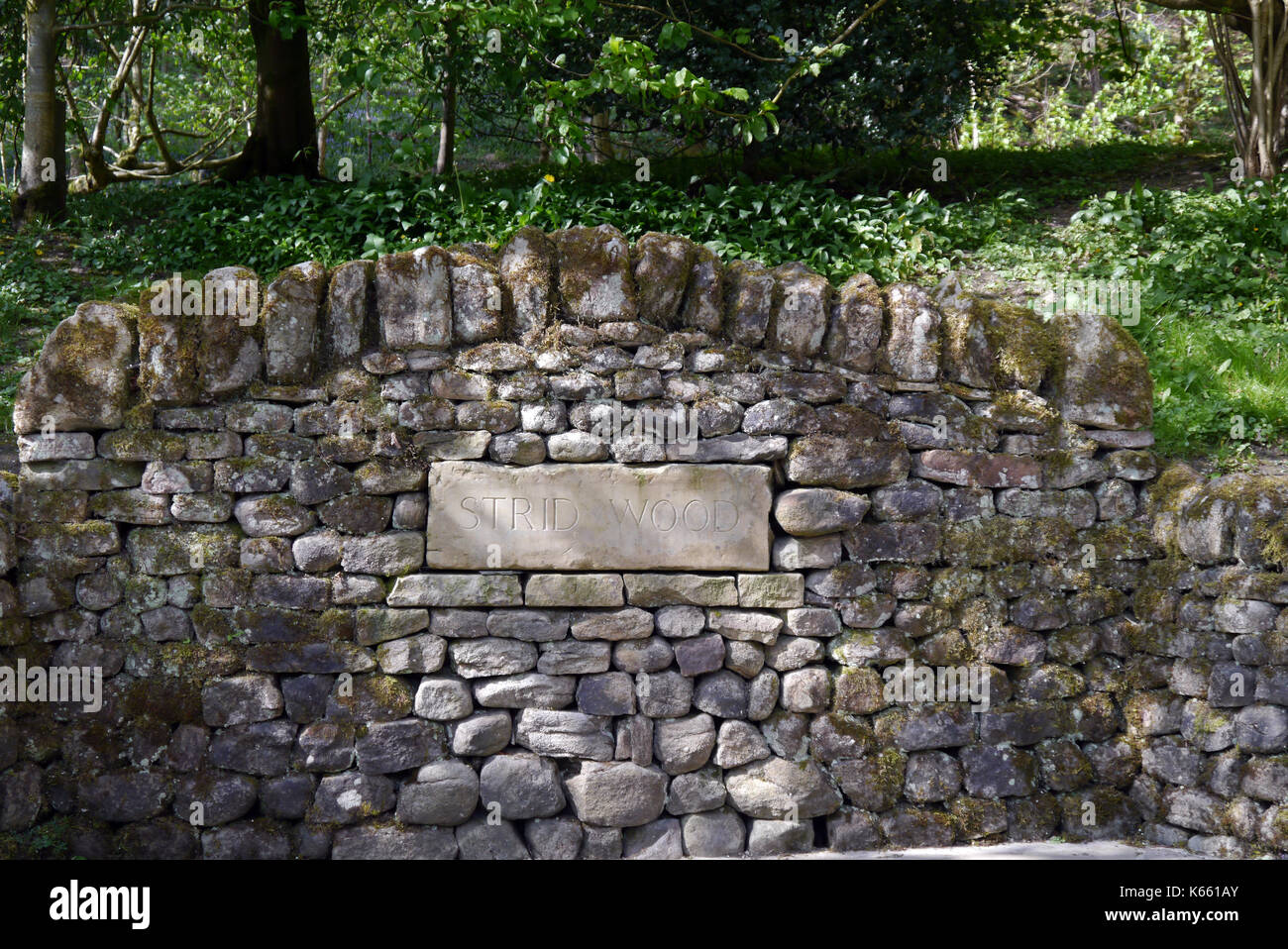 The Dry Stone Wall at the Entrance to Strid Wood, Bolton Abbey part of ...