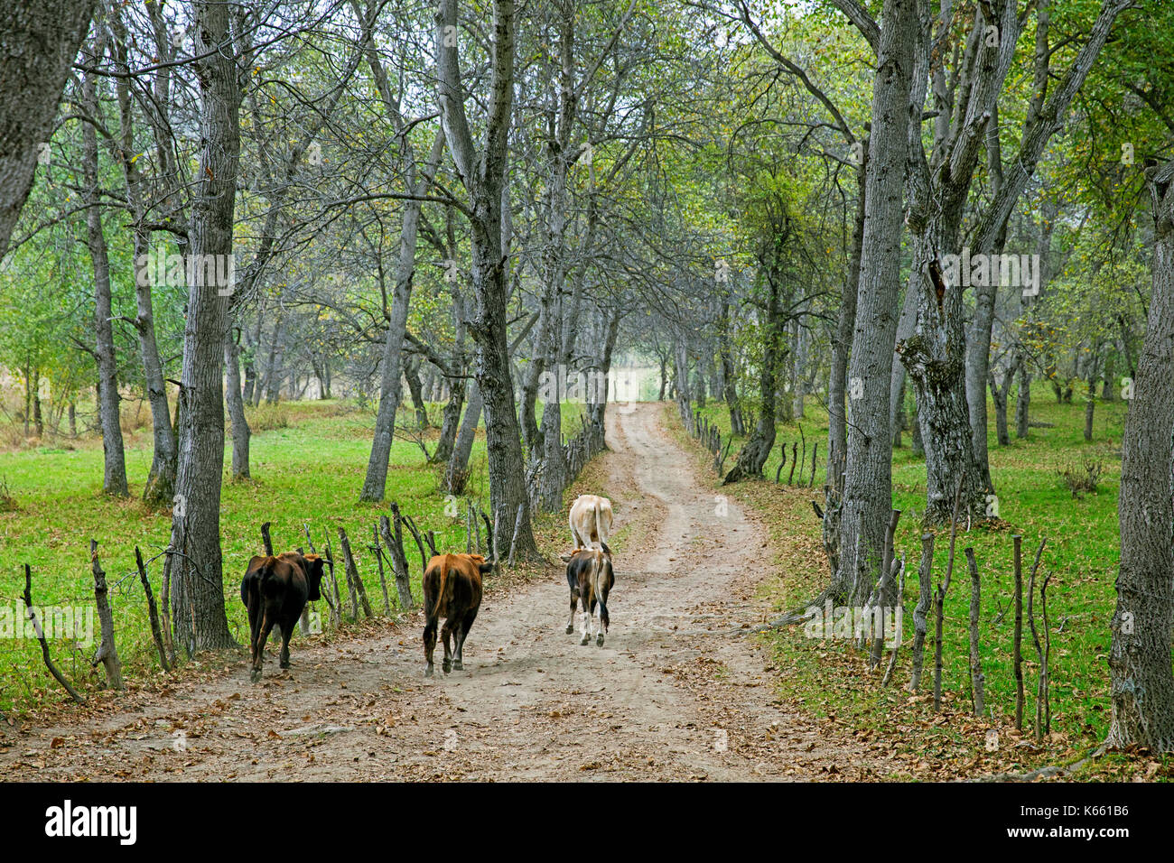 Cows running down track through forest with wild Persian walnut ...