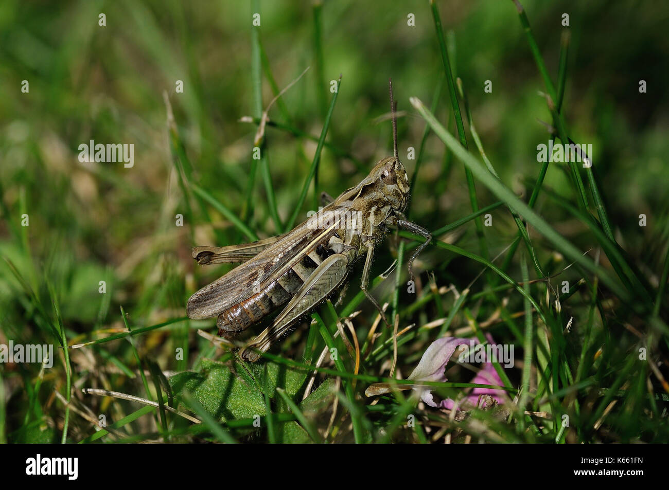 Common field grasshopper uk Stock Photo - Alamy