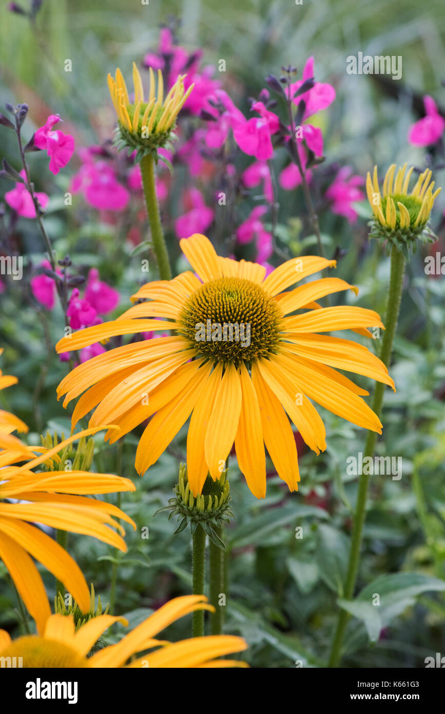 Close up of coneflower flowers or echinacea in the garden hi-res stock ...