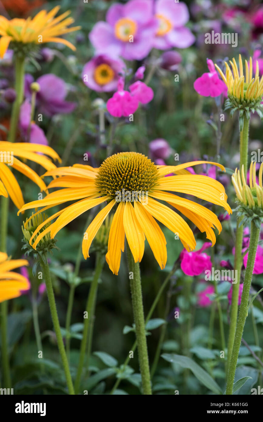 Close up of coneflower flowers or echinacea in the garden hi-res stock ...