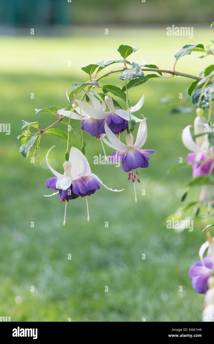 Fuchsia 'Delta sarah' flowers Stock Photo - Alamy