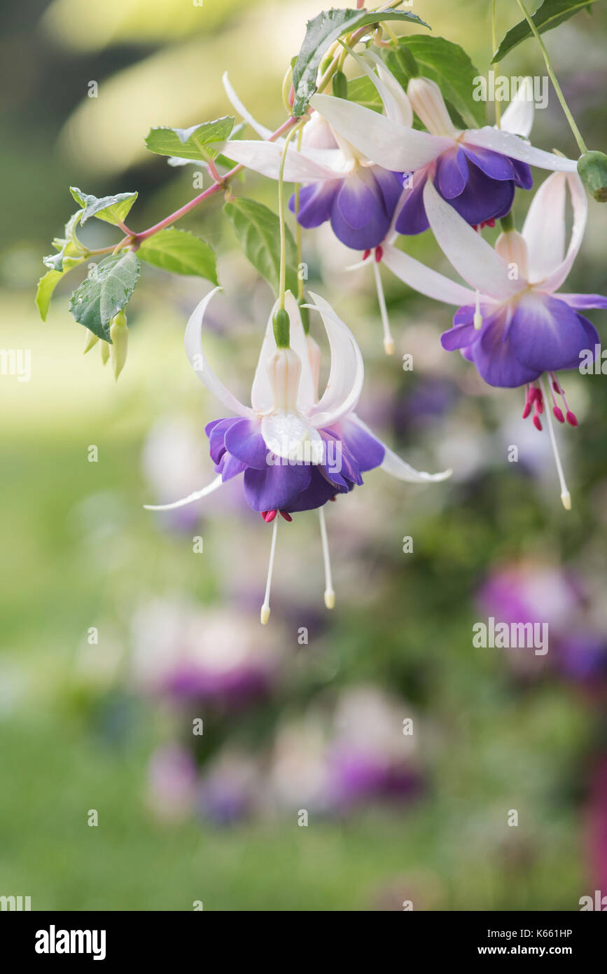 Fuchsia 'Delta sarah' flowers Stock Photo - Alamy