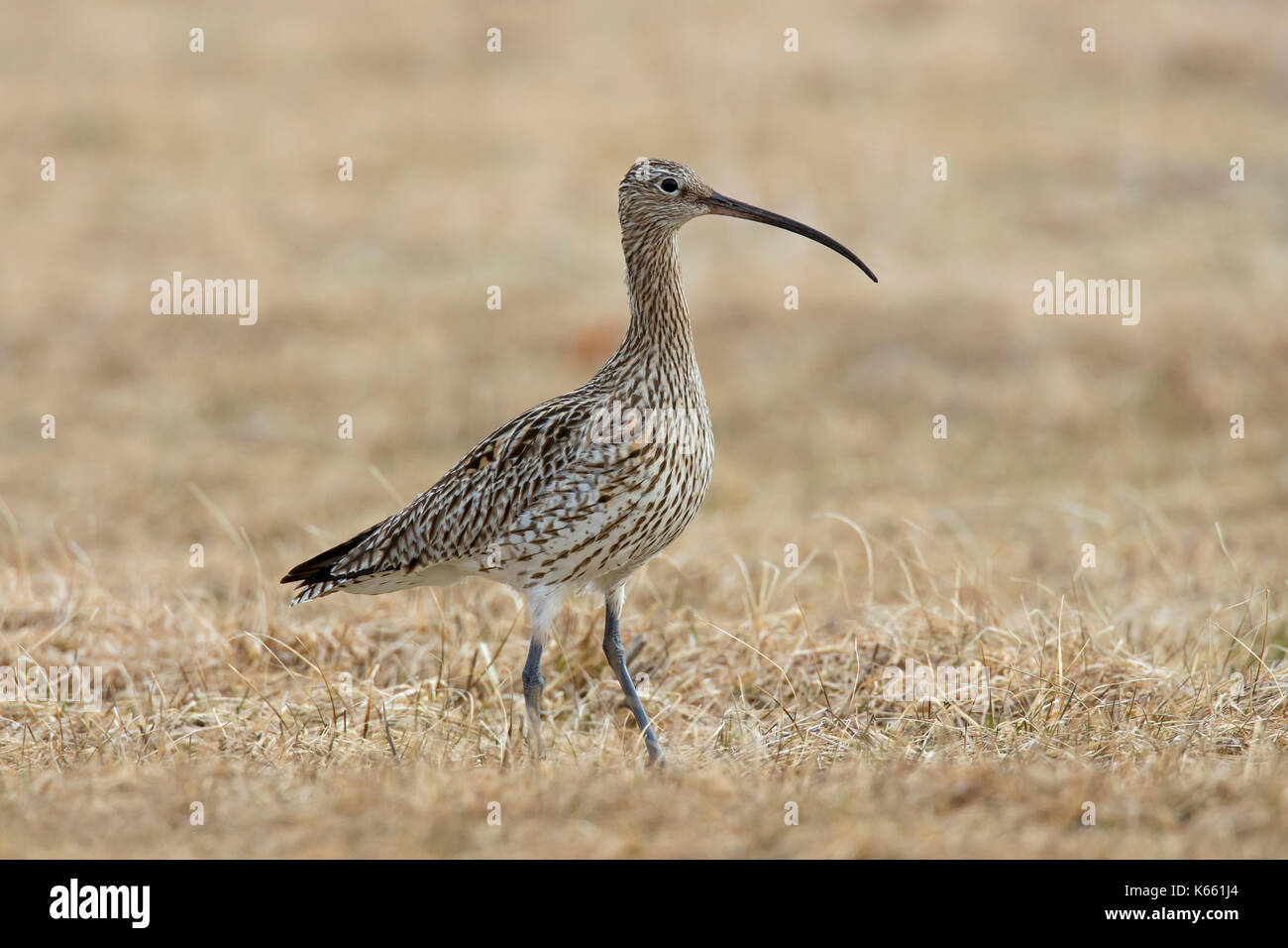 Eurasian curlew (Numenius arquata) foraging in grassland Stock Photo ...