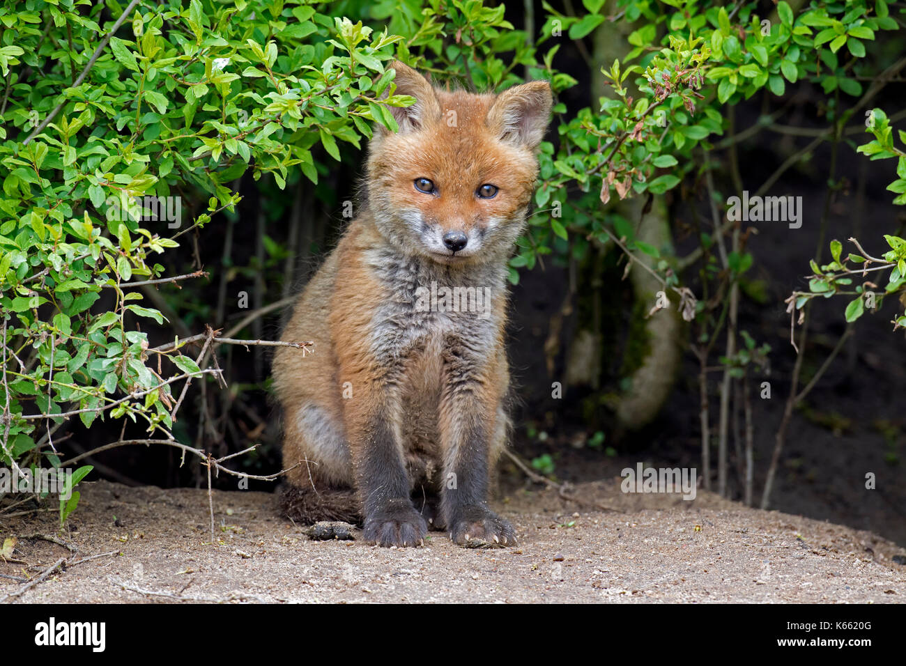 Red fox (Vulpes vulpes) single kit emerging from thicket in spring ...