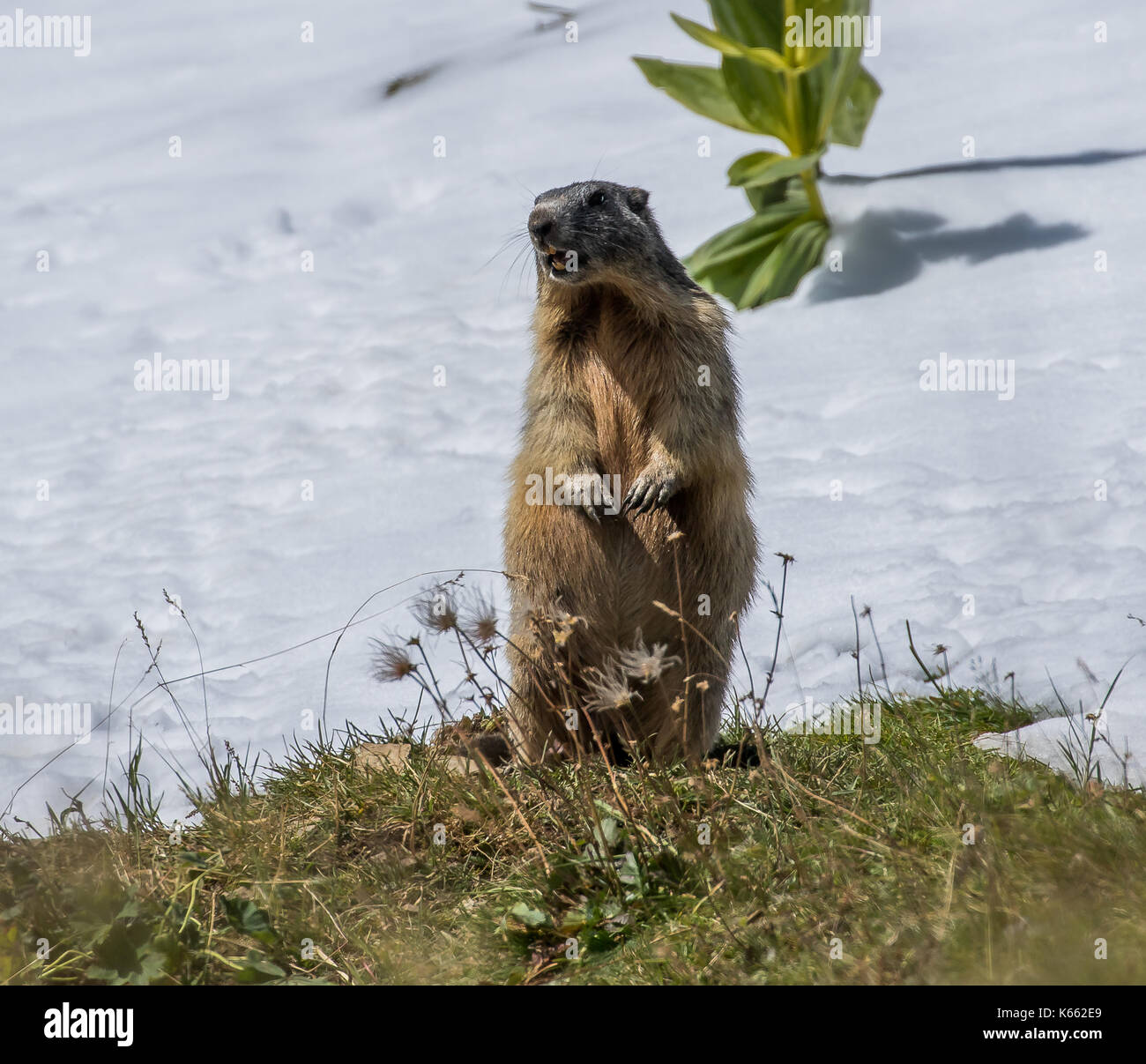 Marmot ski resort hi-res stock photography and images - Alamy