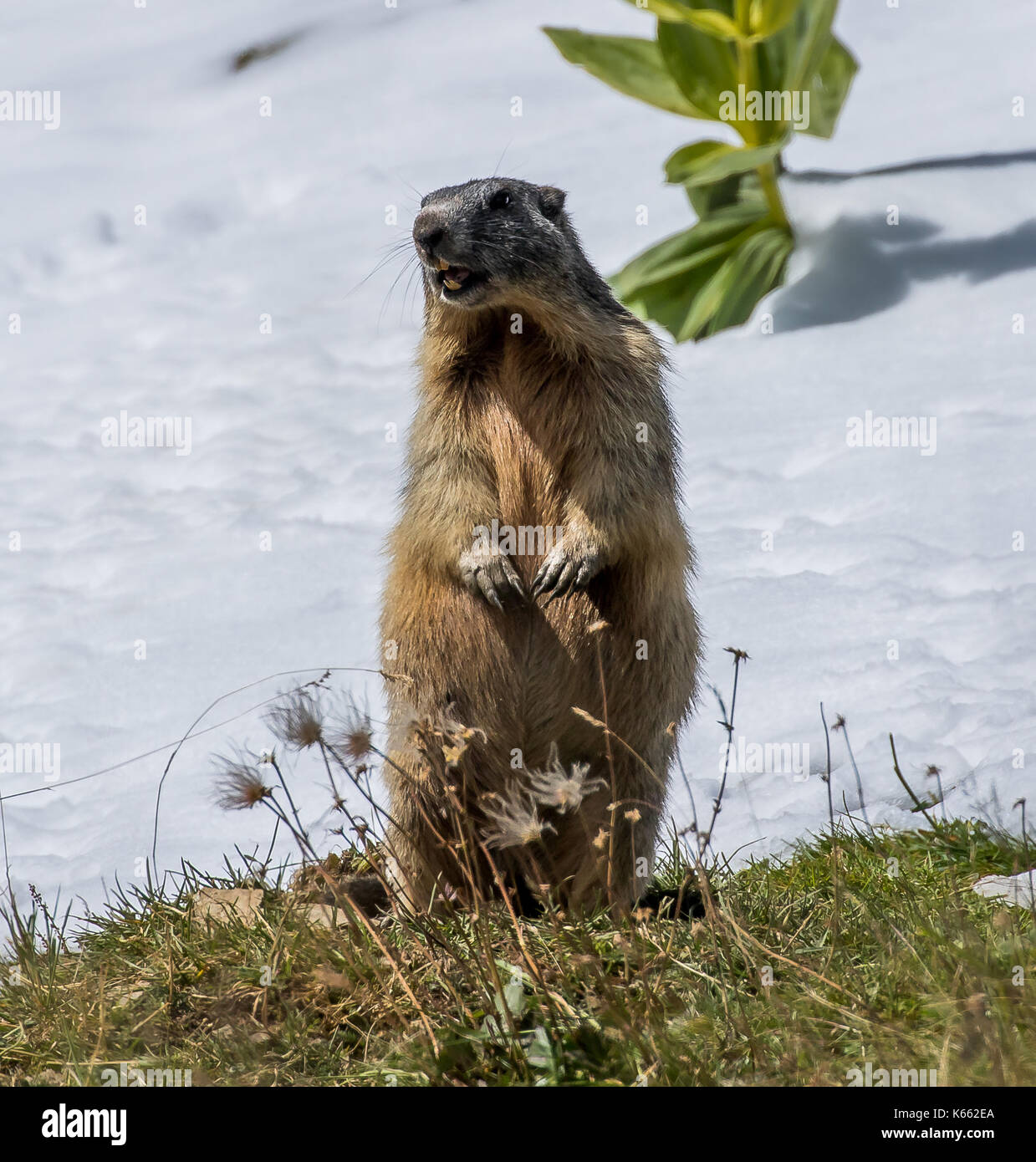 Marmot Ski Resort High Resolution Stock Photography and Images - Alamy