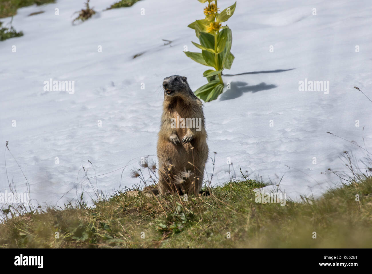 Marmot Ski Resort High Resolution Stock Photography and Images - Alamy