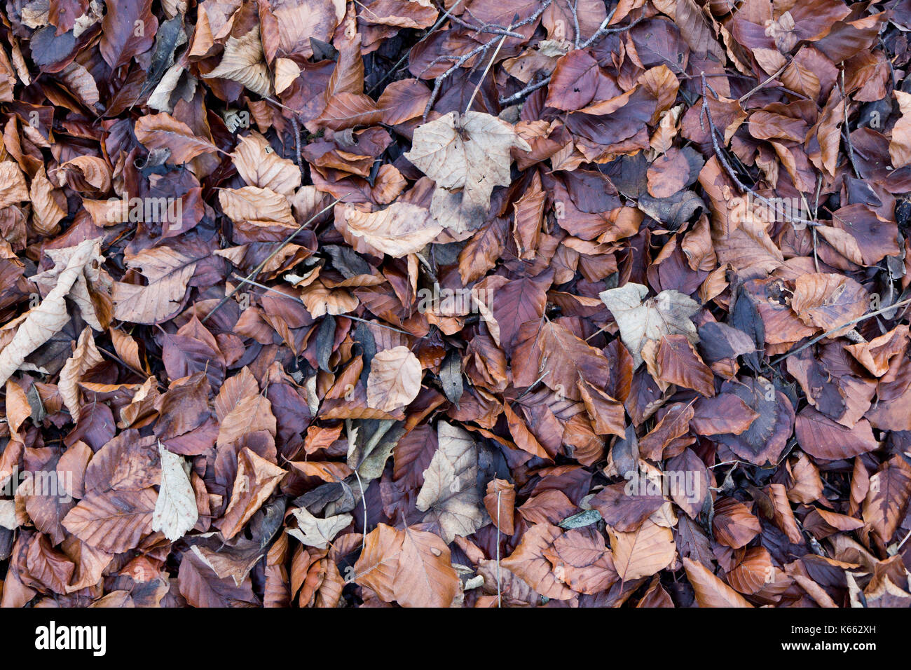 Autumn maple leaf carpet in an English wood Stock Photo - Alamy