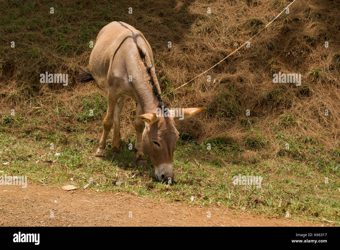A donkey tethered by rope grazes on grass by the road, Kenya Stock ...