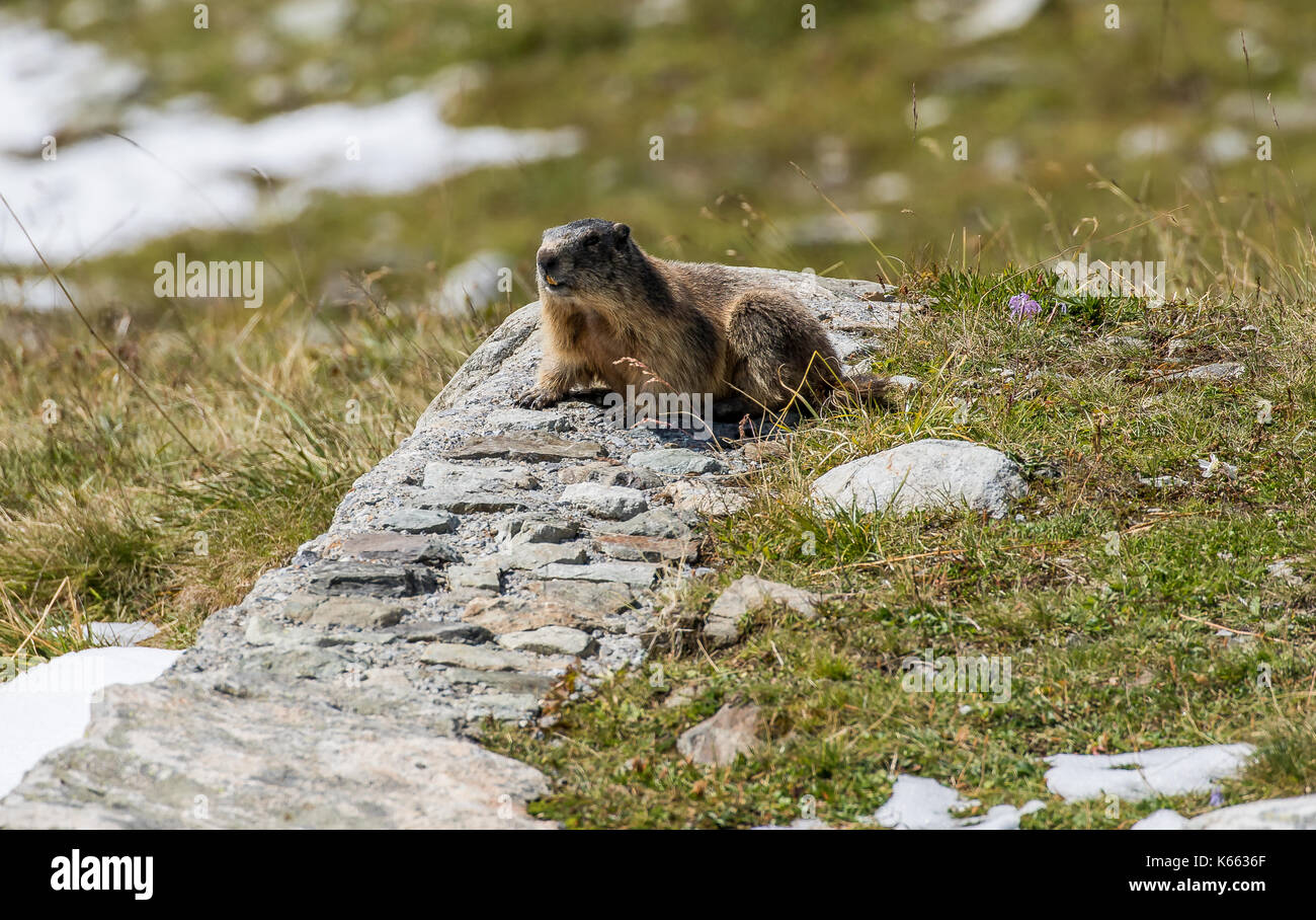 Marmot ski resort hi-res stock photography and images - Alamy