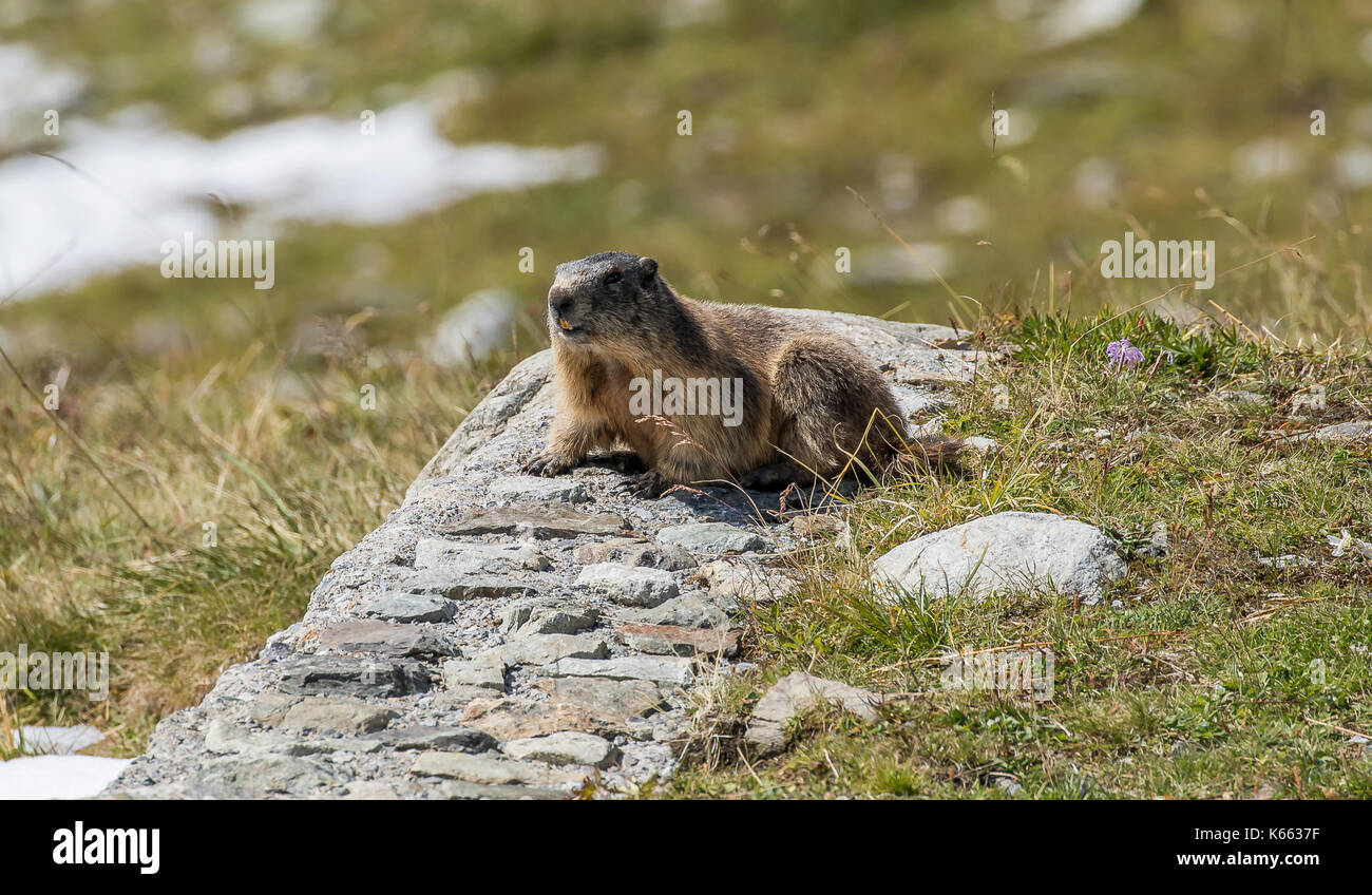 Marmot Ski Resort High Resolution Stock Photography and Images - Alamy