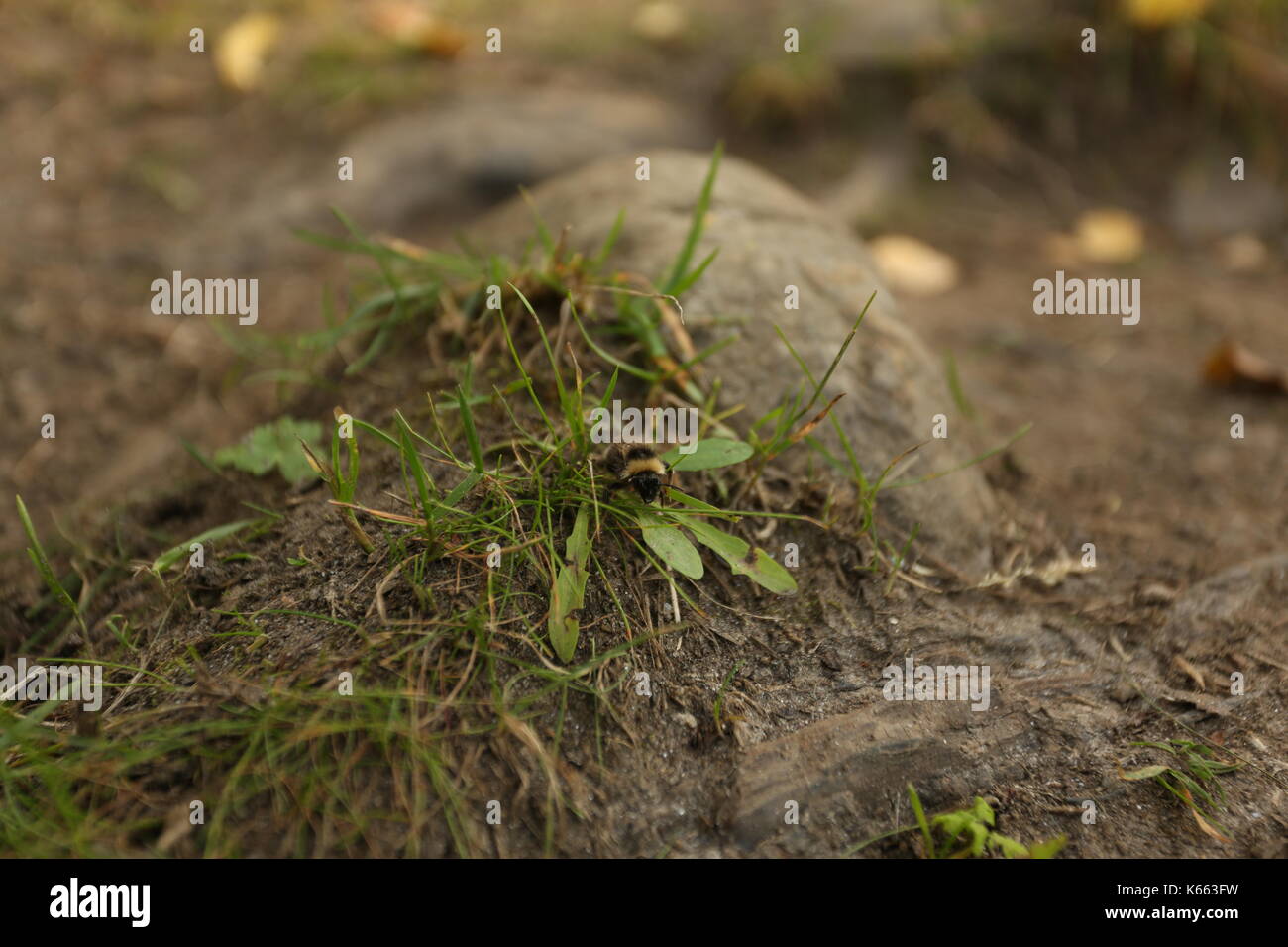 Arctic bumblebee hi-res stock photography and images - Alamy