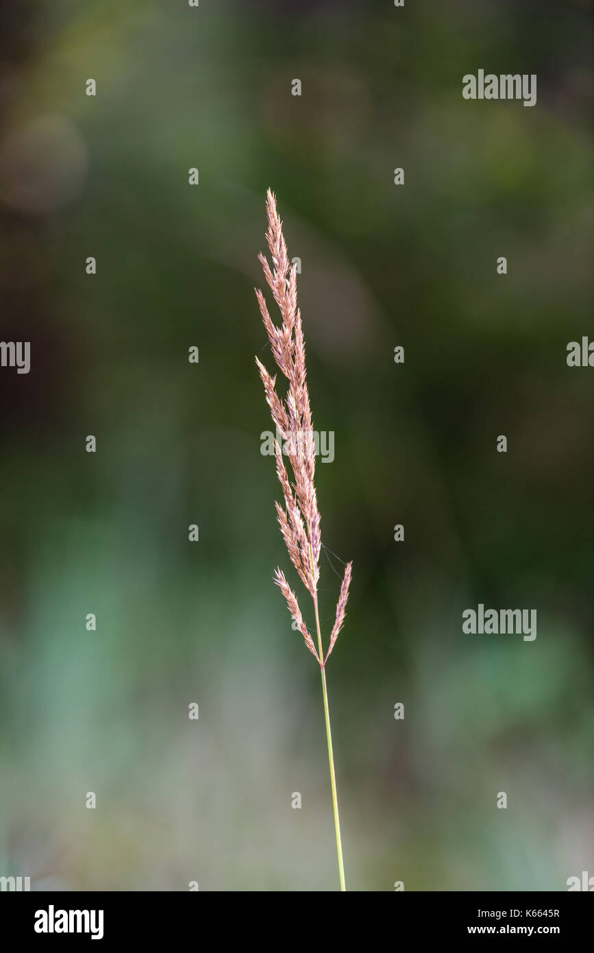 autumn grass bents against green background in warm day. countryside ...