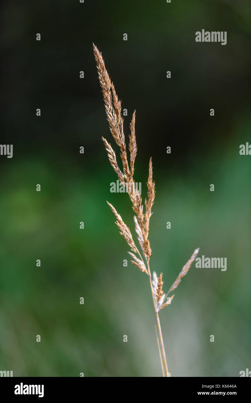 autumn grass bents against green background in warm day. countryside ...