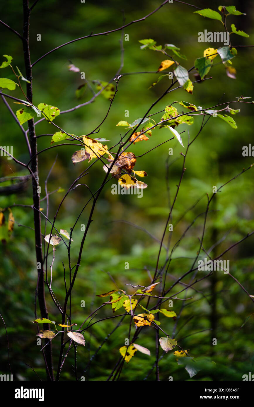 autumn gold colored leaves in bright sunlight in forest Stock Photo - Alamy