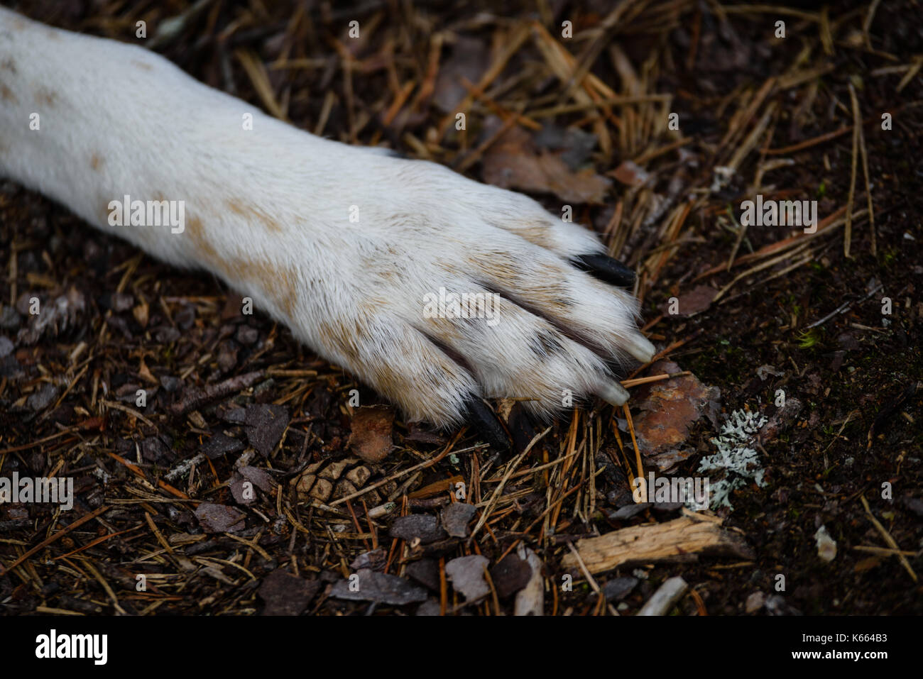happy dog paws in forest dirt road Stock Photo - Alamy
