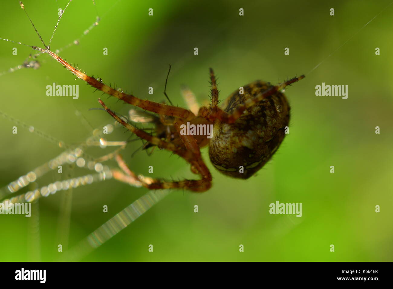 Spider hunting in its web in the early summer morning Stock Photo - Alamy