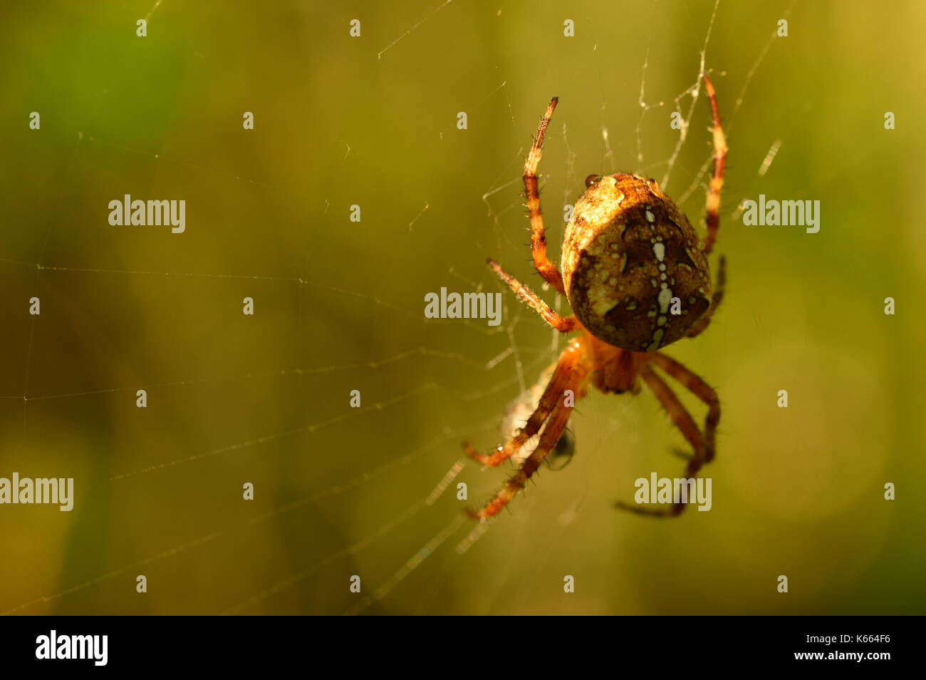 Its a beautiful morning hi-res stock photography and images - Alamy
