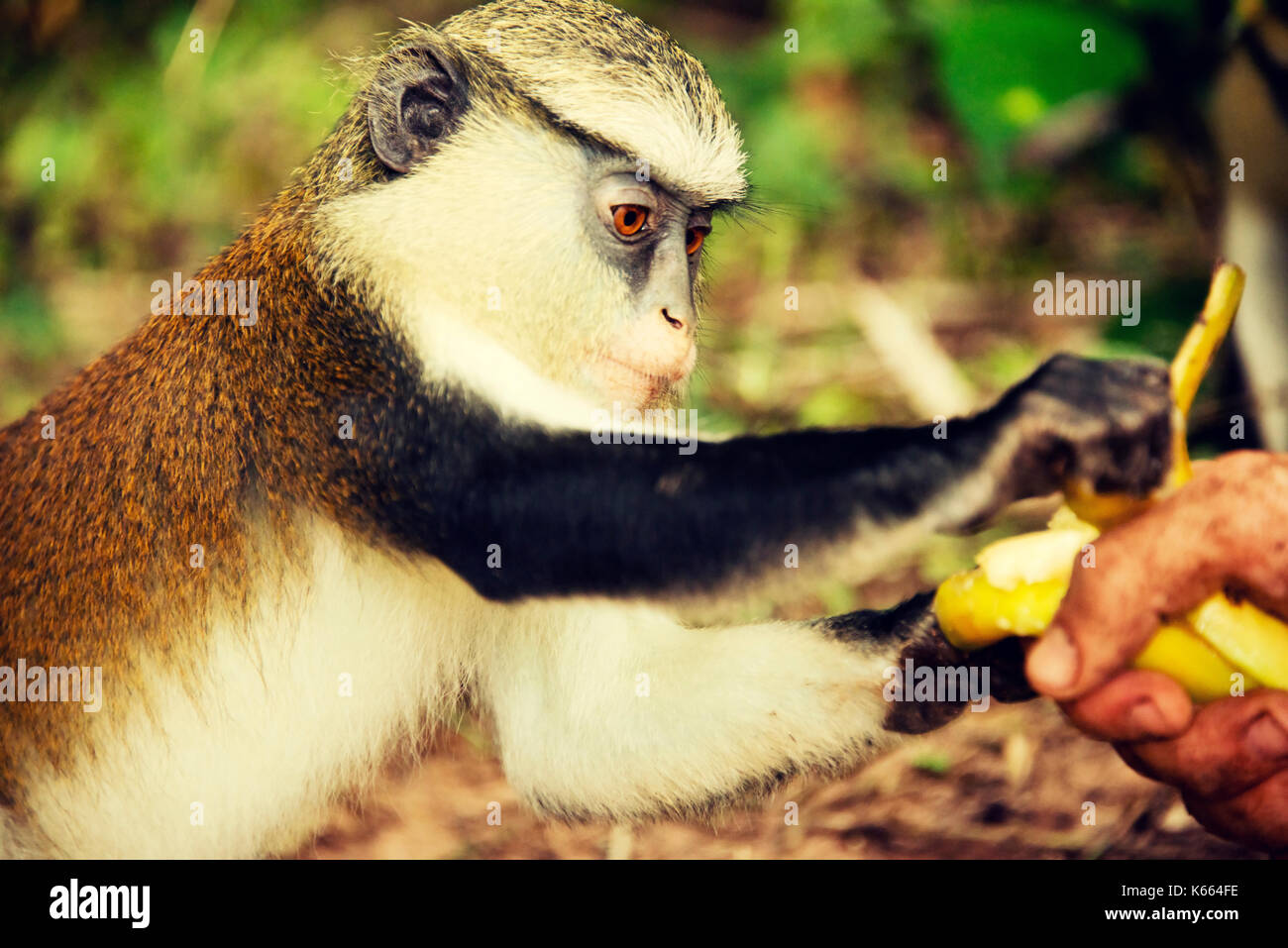 Man feeding monkey hi-res stock photography and images - Alamy