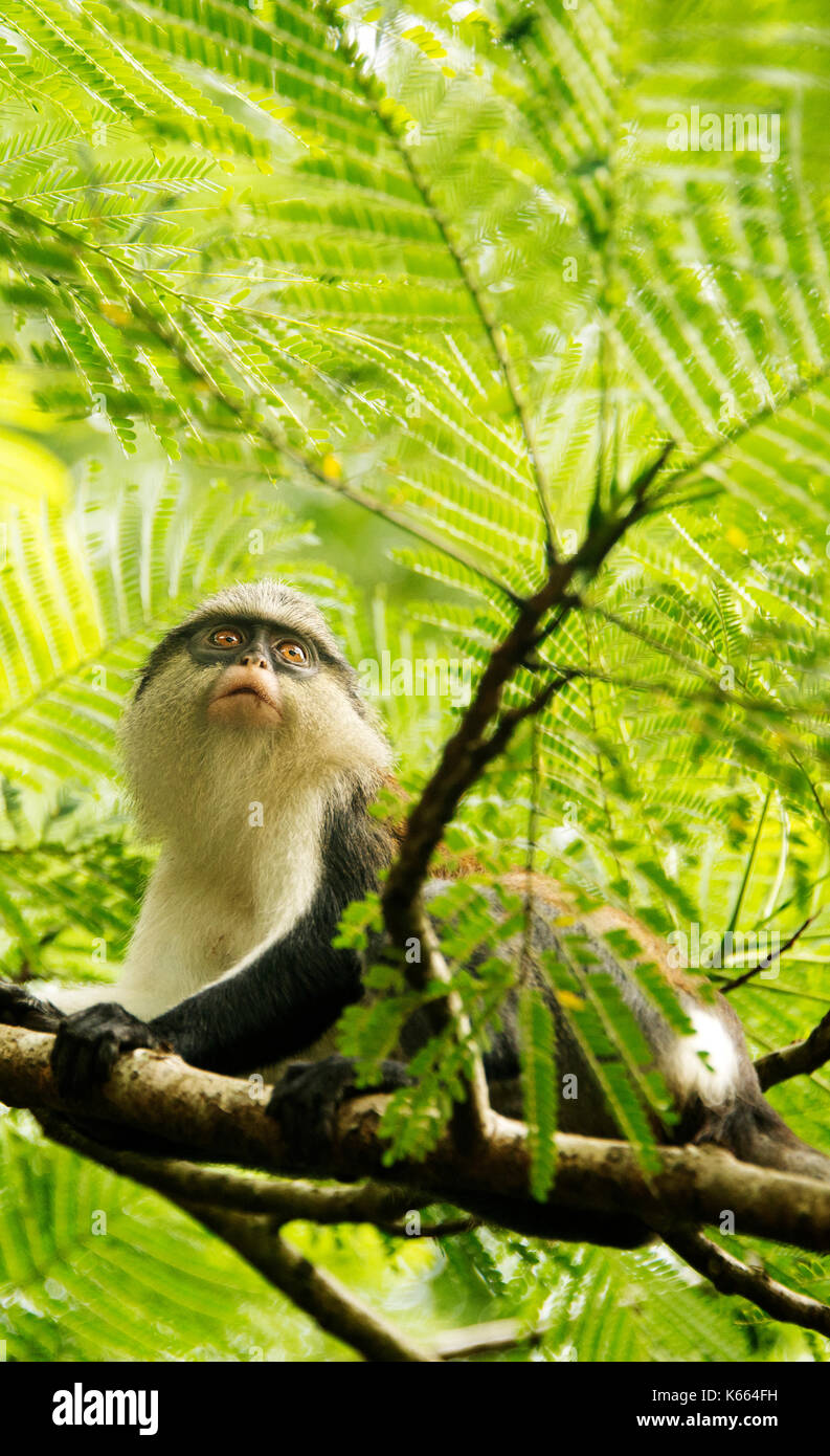 Monkey africa wildlife hi-res stock photography and images - Alamy