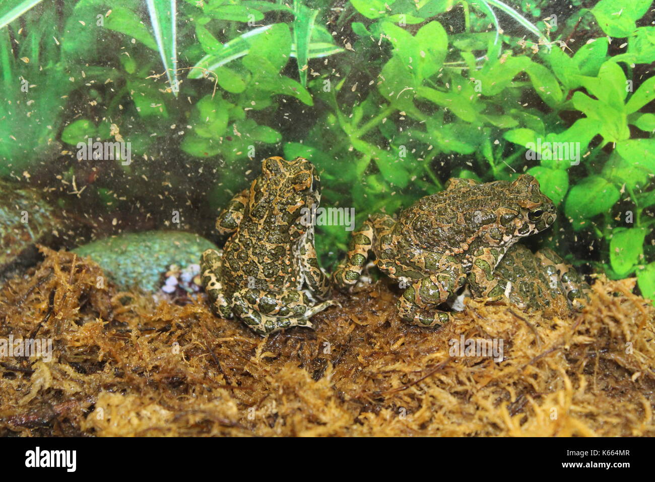 Desert rain frog hi-res stock photography and images - Alamy