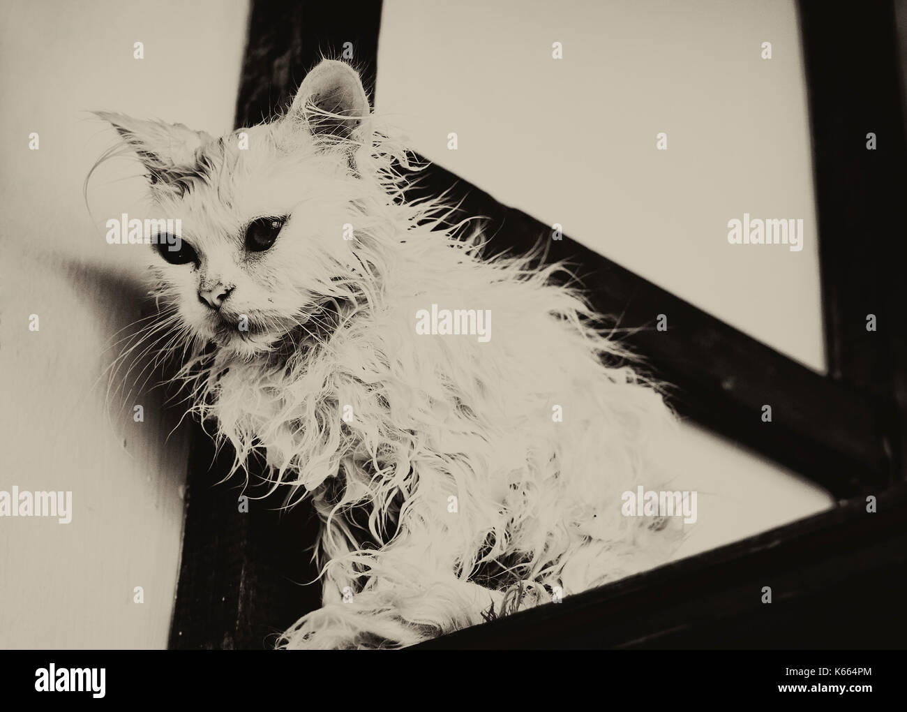 Wet pet hi-res stock photography and images - Alamy