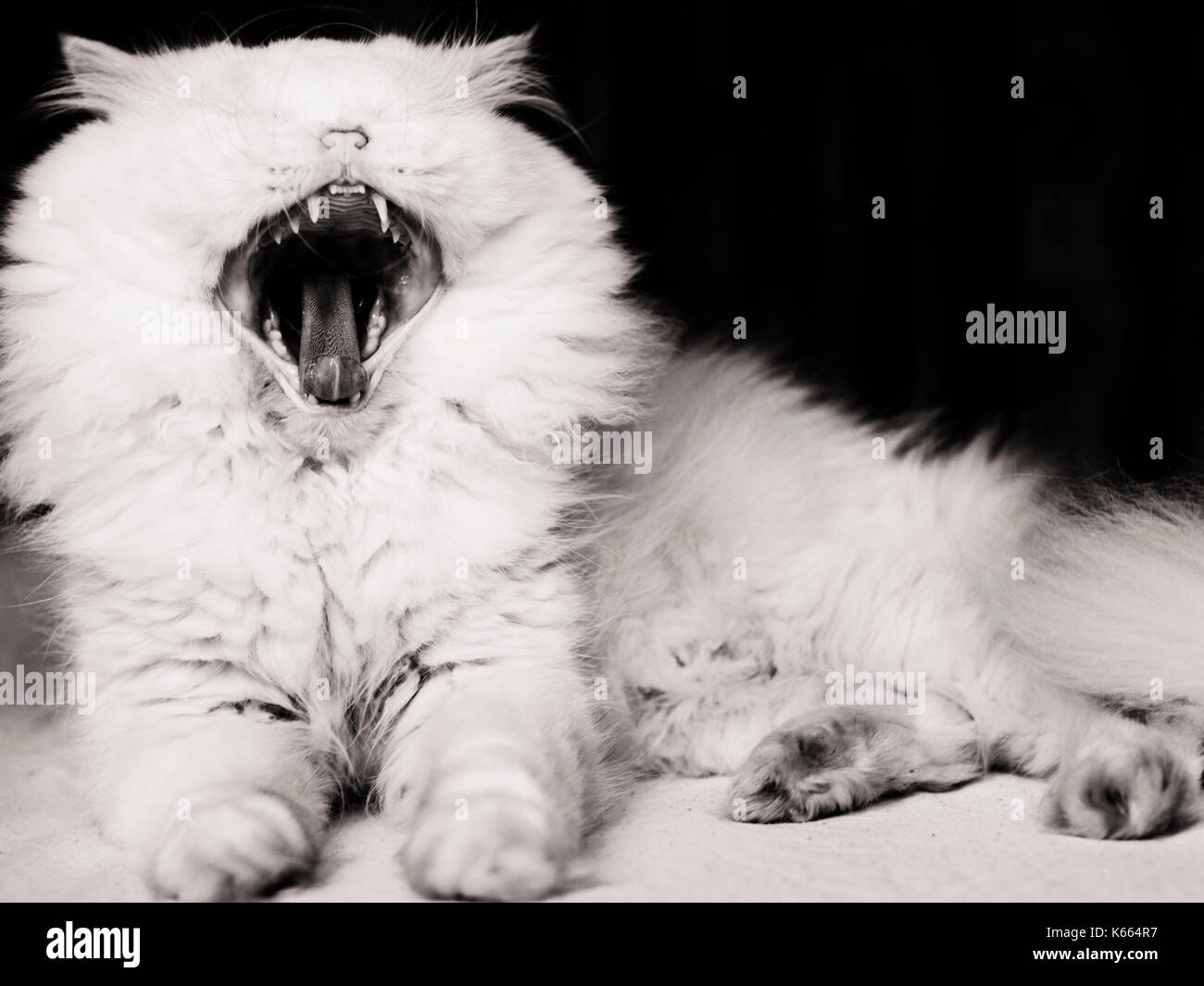 Cat yawn persian hi-res stock photography and images - Alamy