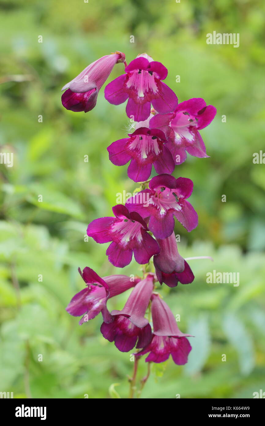 Penstemon 'Raven' , a semi-evergren perennial with dark purple bell ...