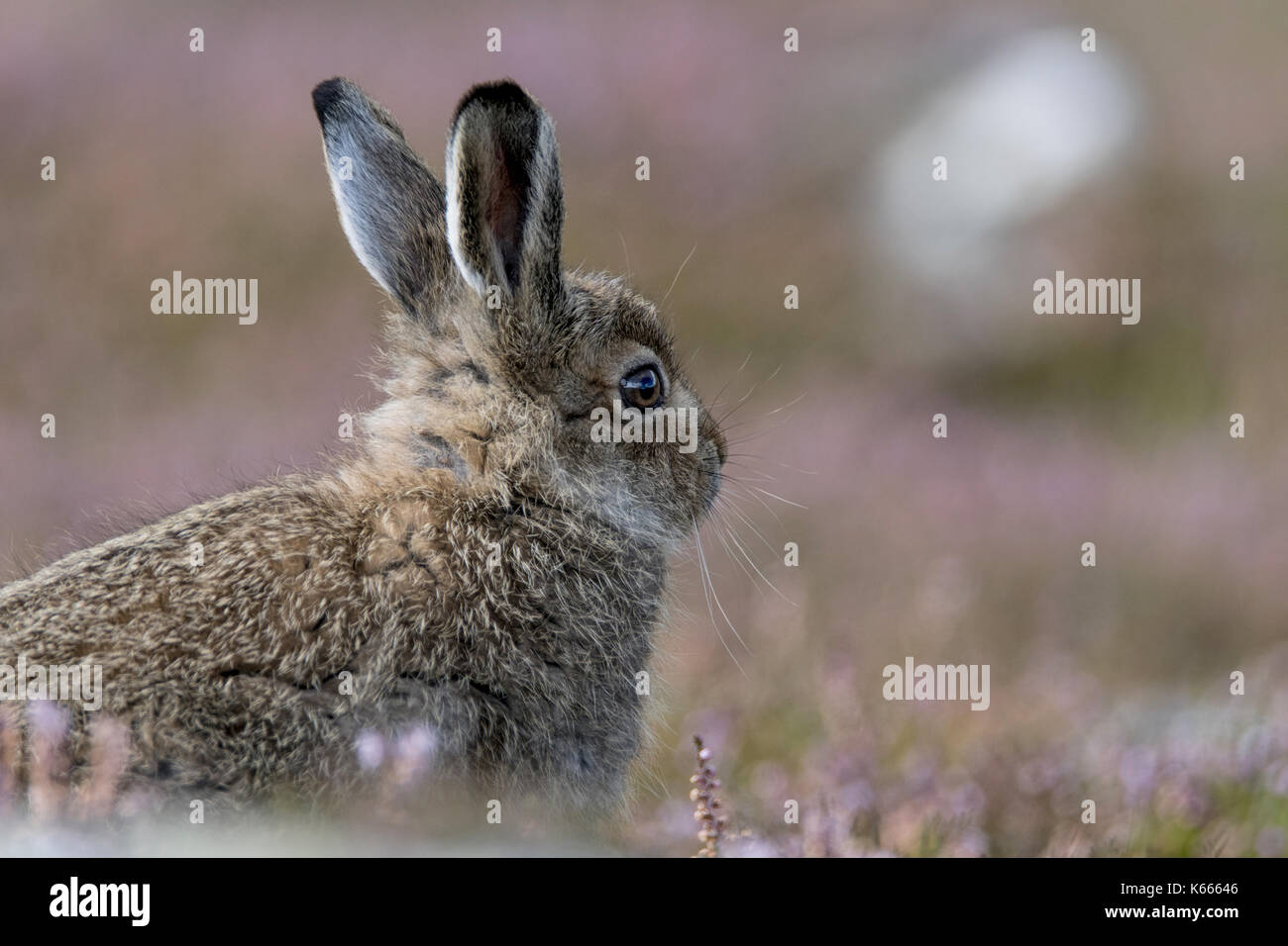 Mountain hare leveret Stock Photo - Alamy