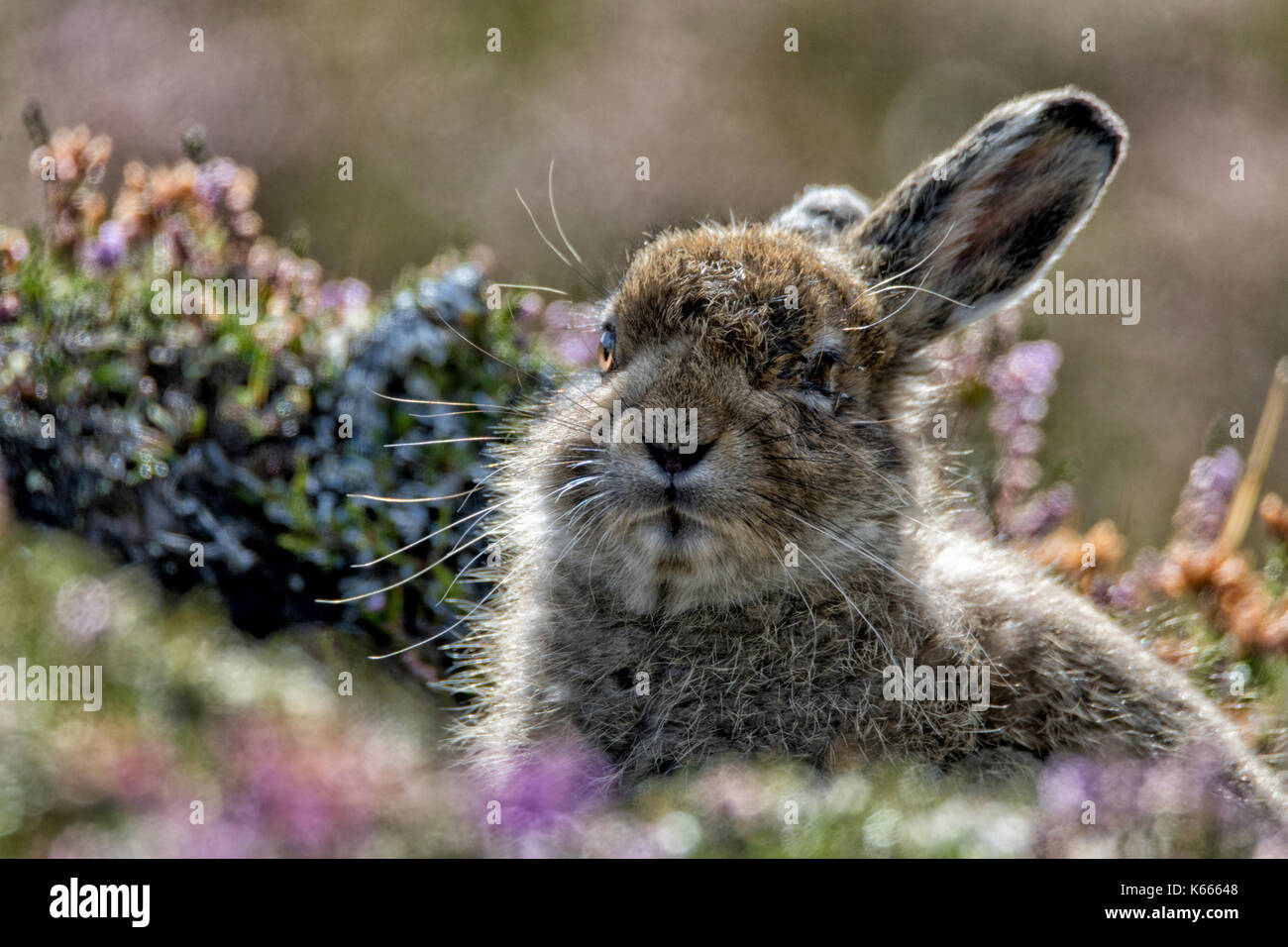 Mountain hare leveret Stock Photo - Alamy