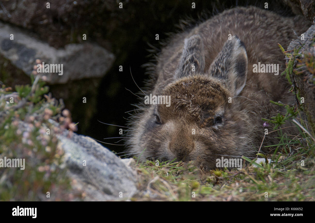 Leveret High Resolution Stock Photography and Images - Alamy
