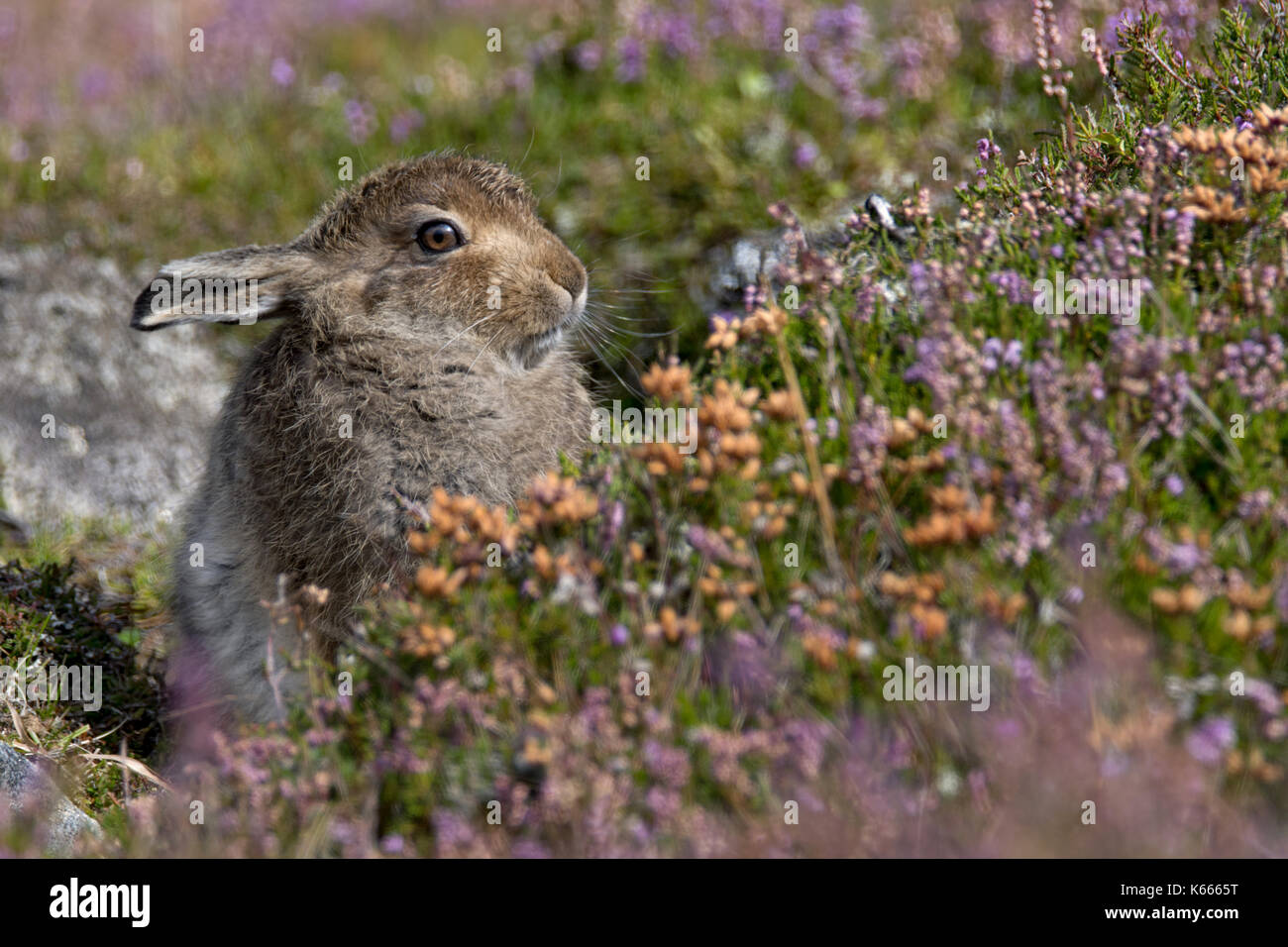 Mountain hare leveret Stock Photo - Alamy