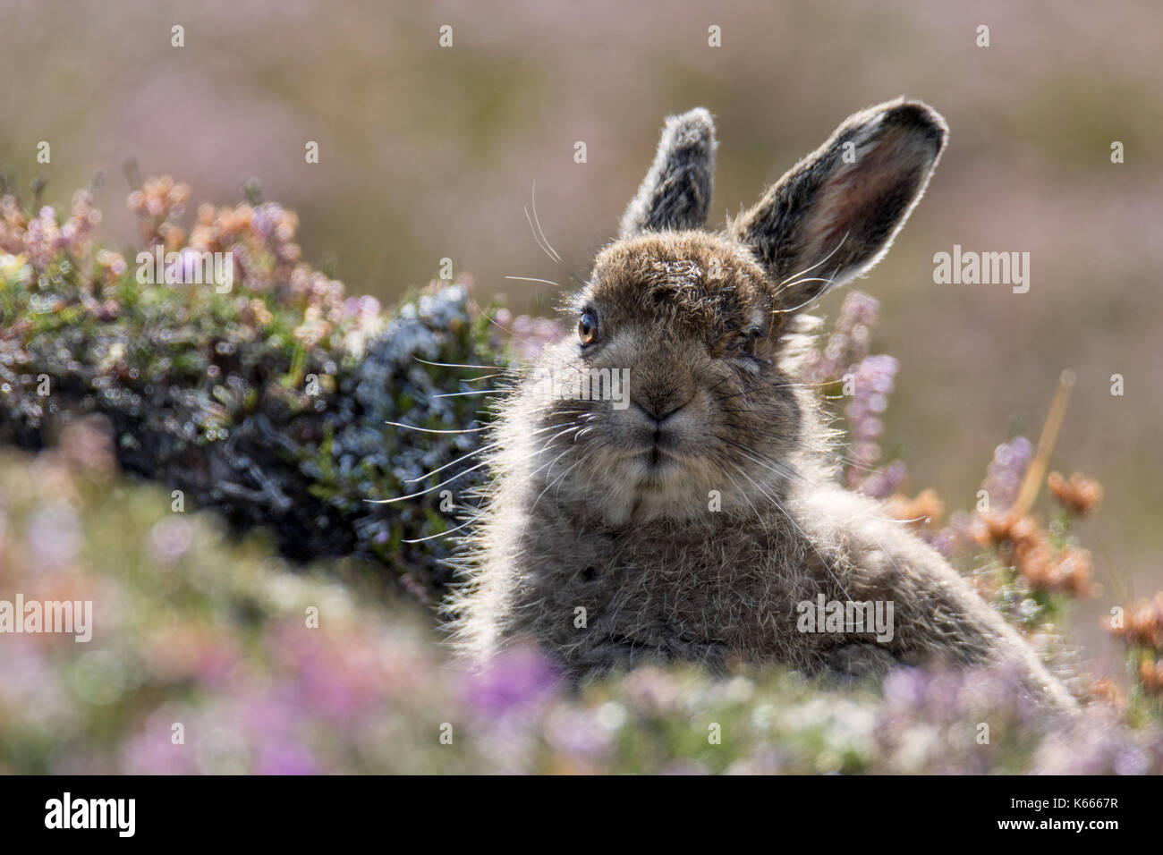 Baby mountain hare uk hi-res stock photography and images - Alamy