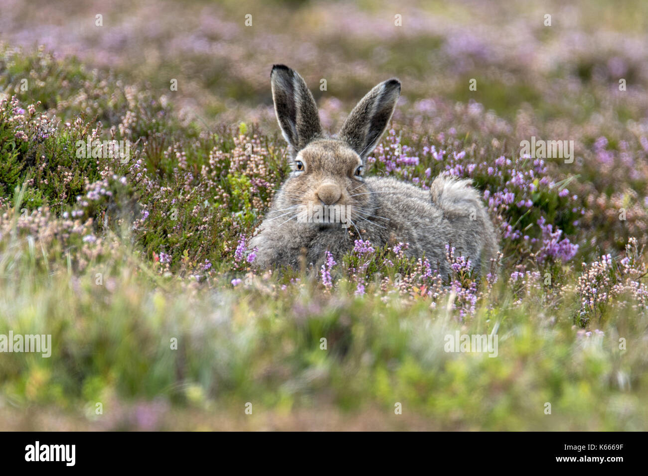 Hare Form High Resolution Stock Photography and Images - Alamy