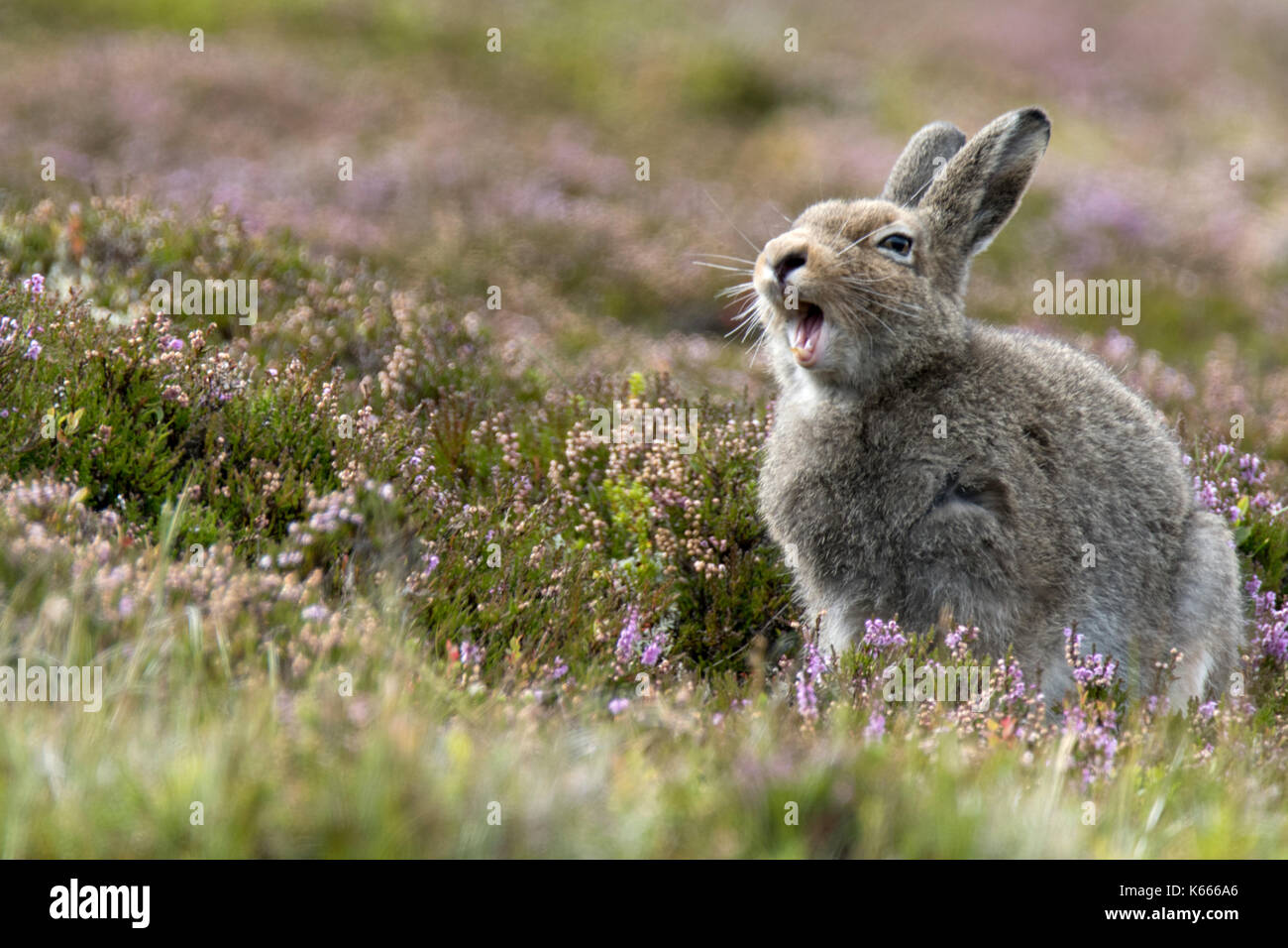 Hare teeth hi-res stock photography and images - Alamy