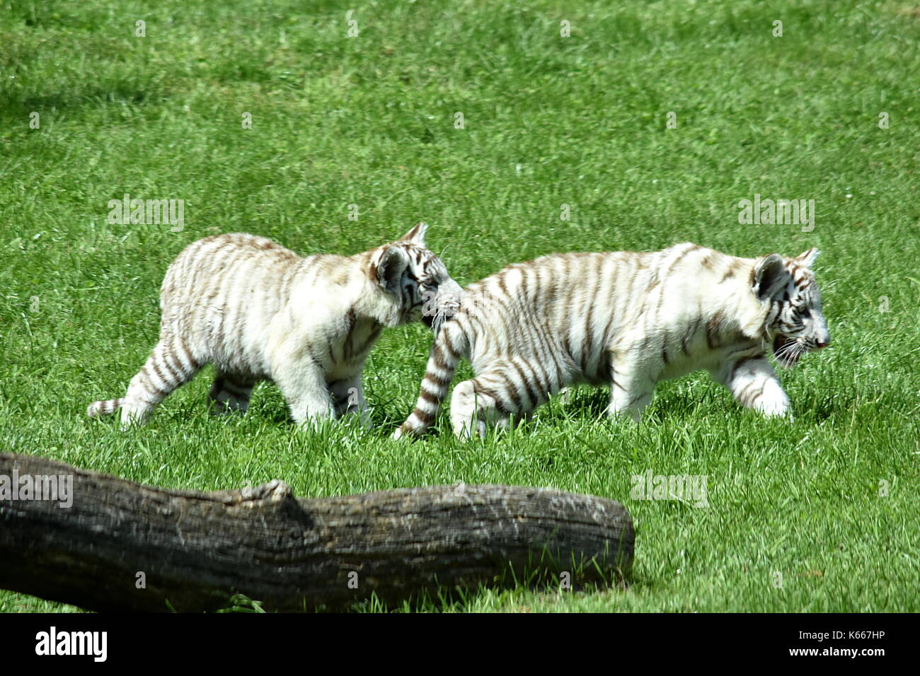 Whitetigers hi-res stock photography and images - Alamy