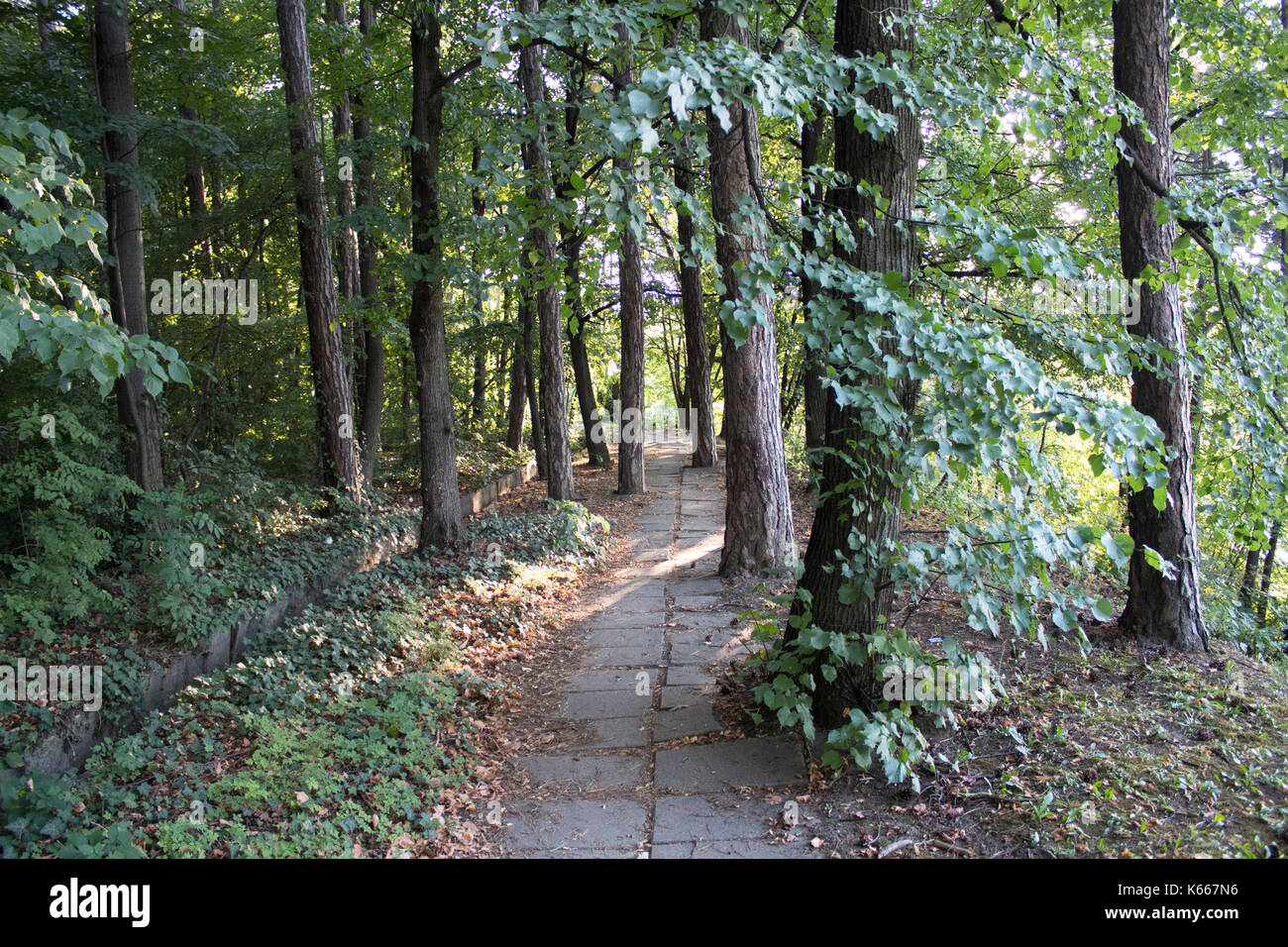 Path in the forest Stock Photo - Alamy