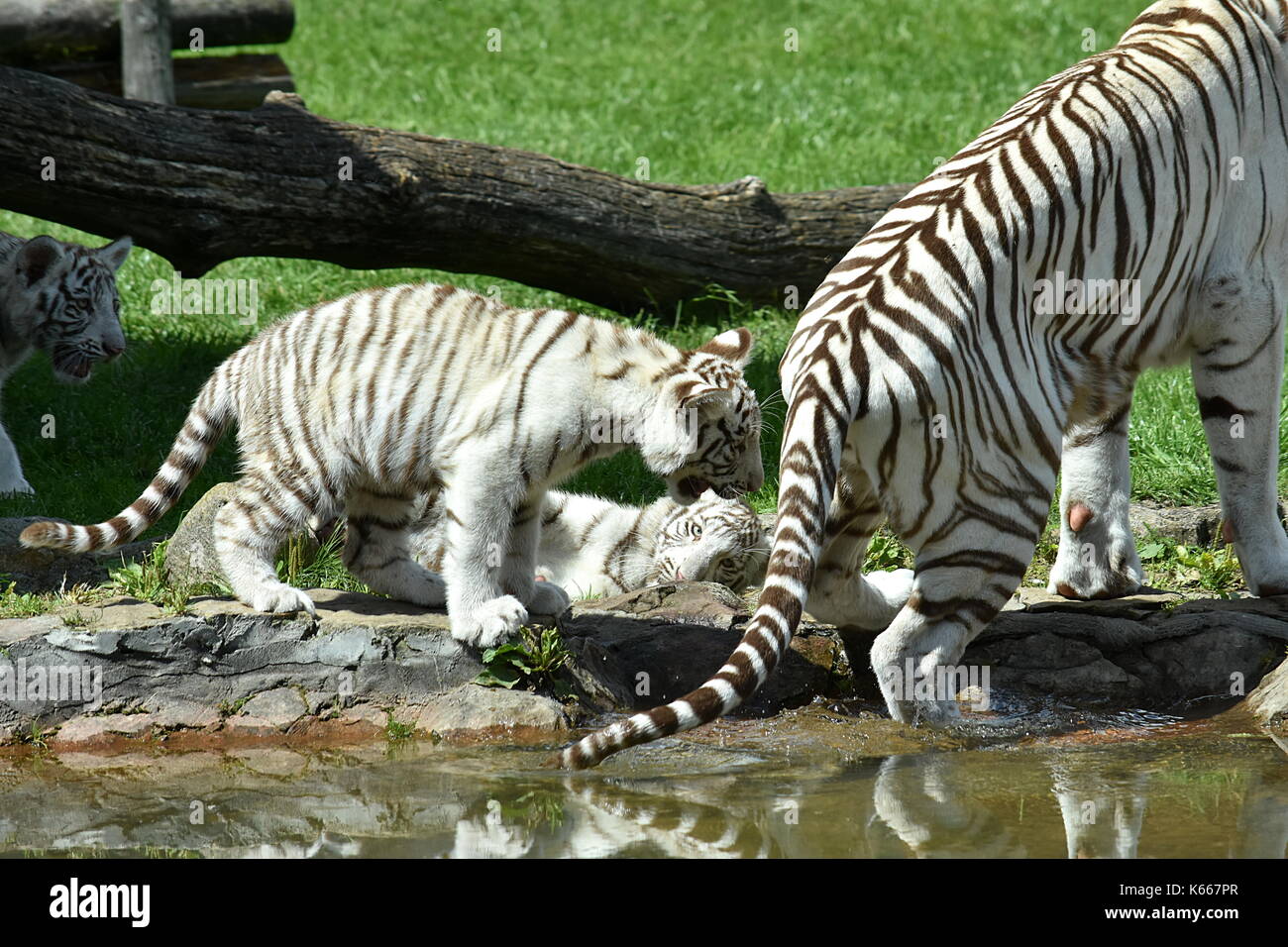 Whitetigers hi-res stock photography and images - Alamy
