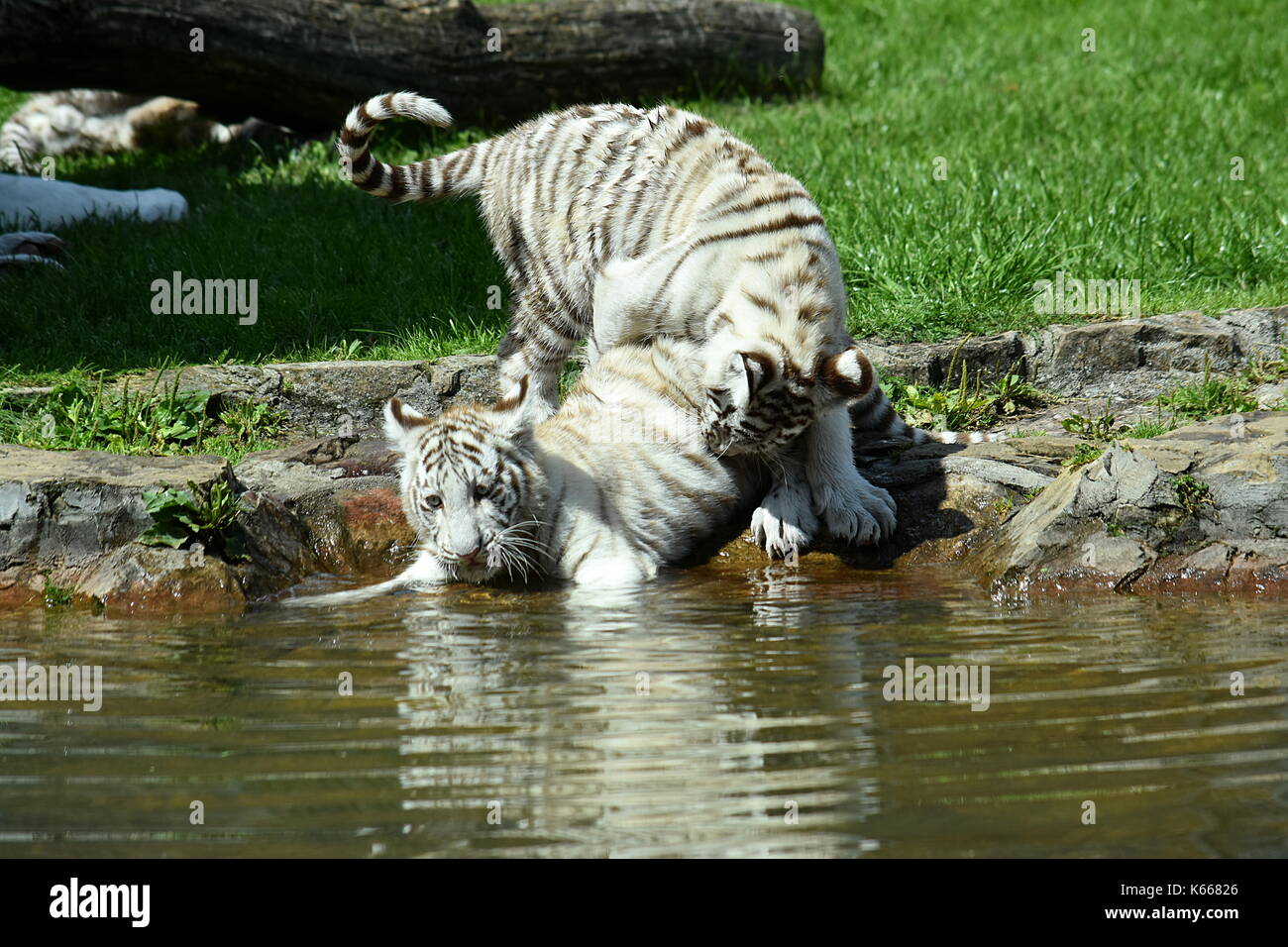 Whitetigers hi-res stock photography and images - Alamy