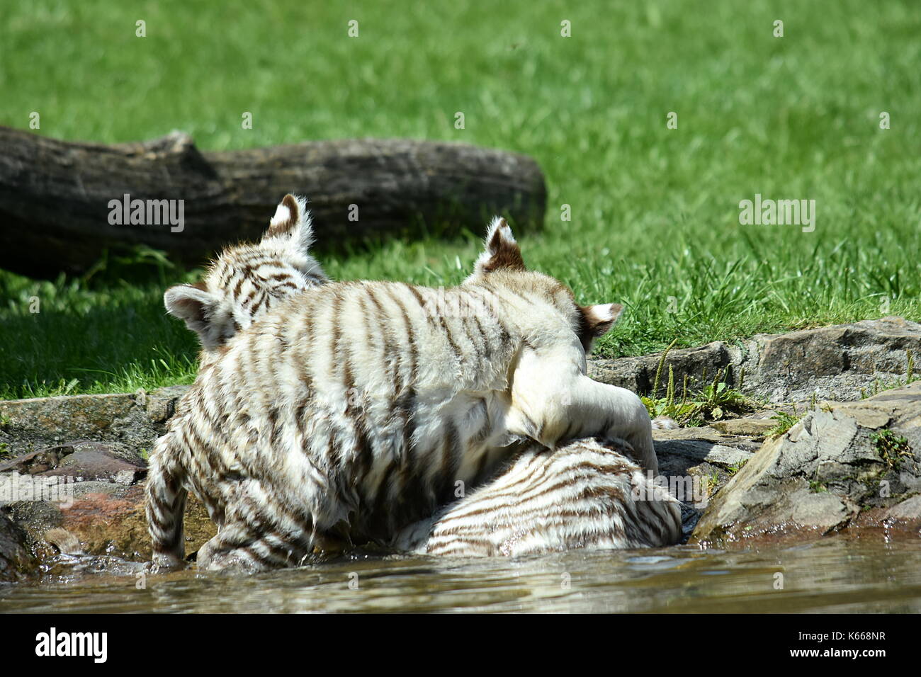 Childrentiger hi-res stock photography and images - Alamy