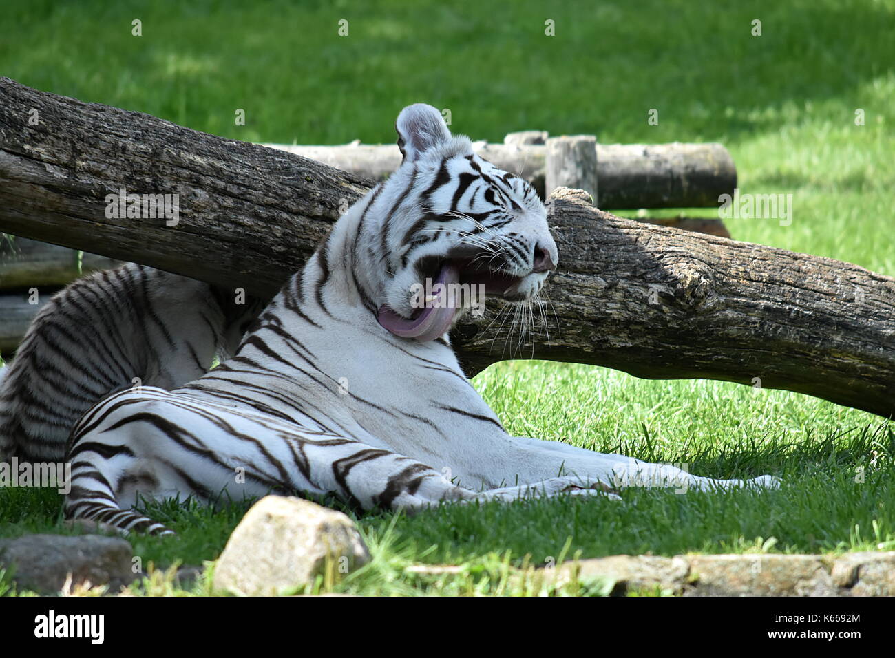 Whitetigers hi-res stock photography and images - Alamy