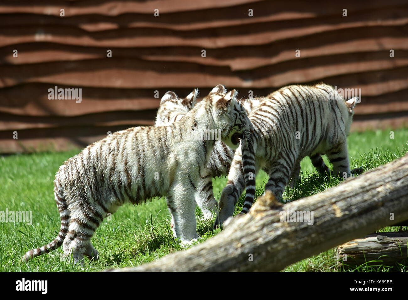 Whitetigers hi-res stock photography and images - Alamy